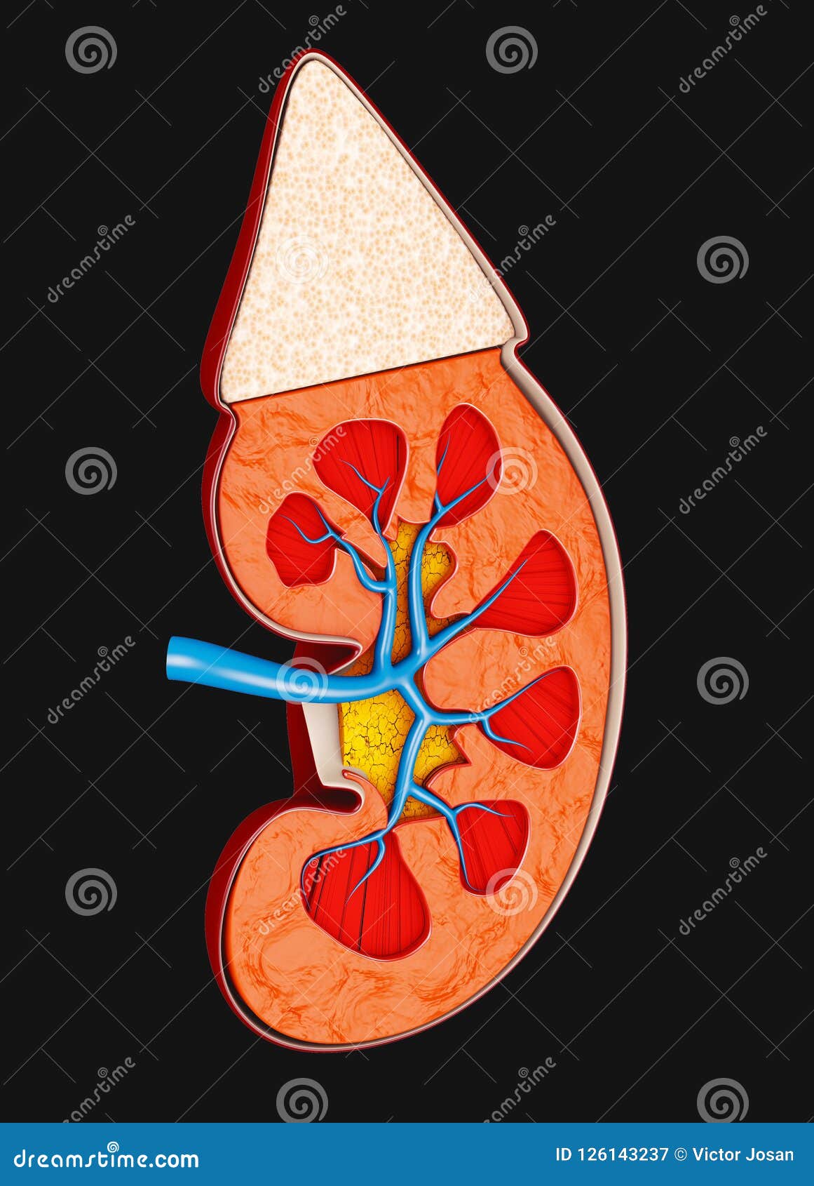 Structure of the Kidney Medical 3d Illustration. Science Medical ...