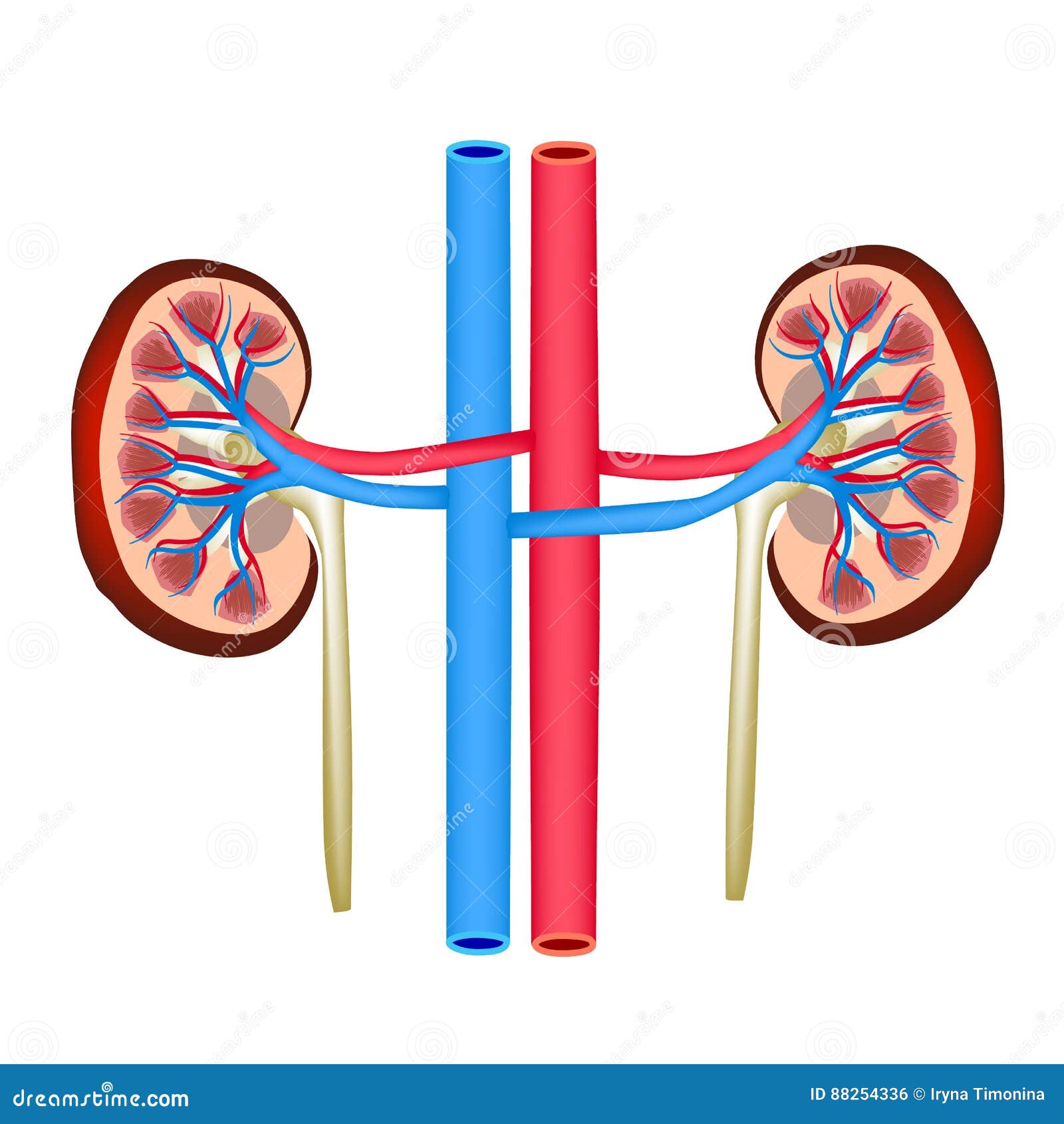 Structure of Kidneys. Vector Illustration on Isolated Background Stock ...