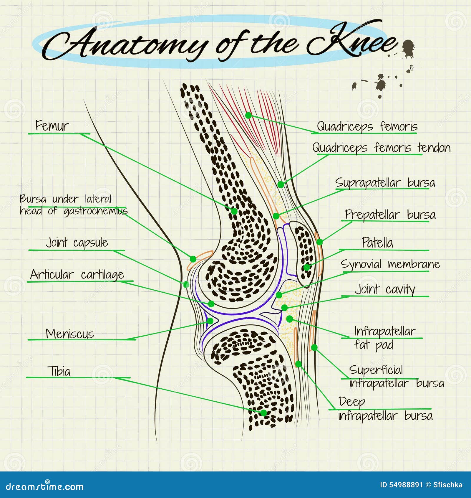 The Structure Of The Knee Joint. Royalty-Free Stock Photo ...