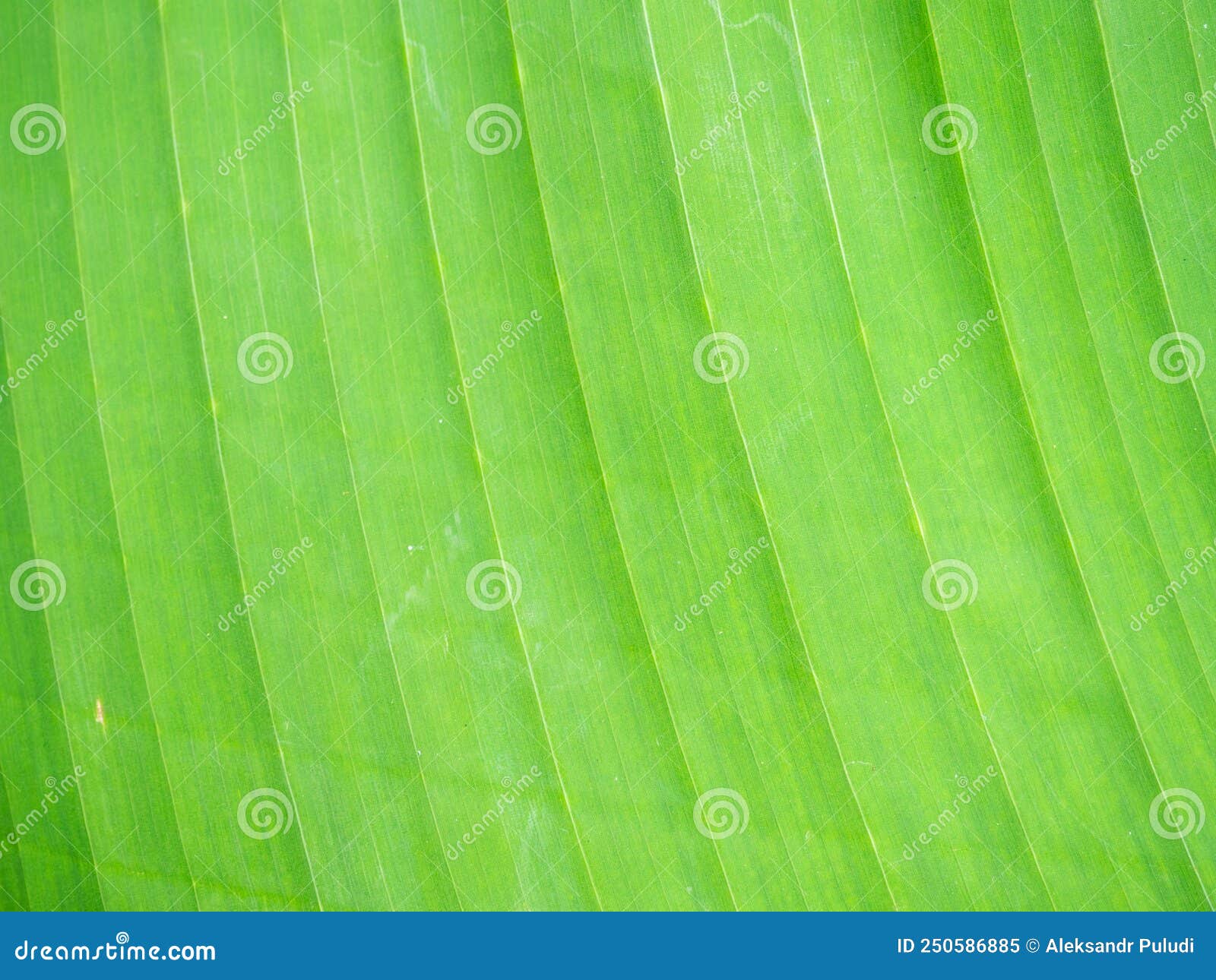 The Structure of a Large Leaf of a Southern Plant. Palm Leaf Rays Stock ...