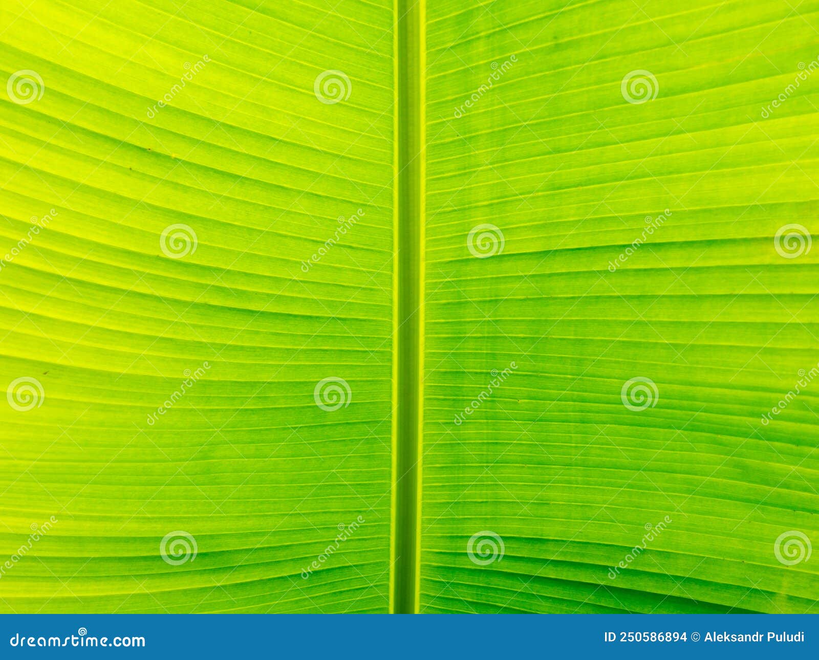 The Structure of a Large Leaf of a Southern Plant. Palm Leaf Rays Stock ...