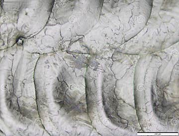 Structure of Laser Titanium Under a Microscope. Stock Photo - Image of ...