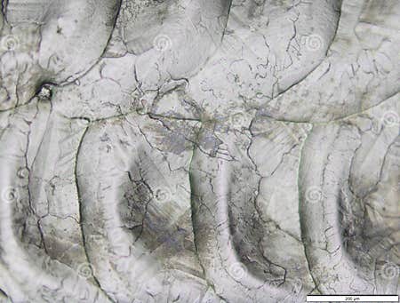 Structure of Laser Titanium Under a Microscope. Stock Photo - Image of ...