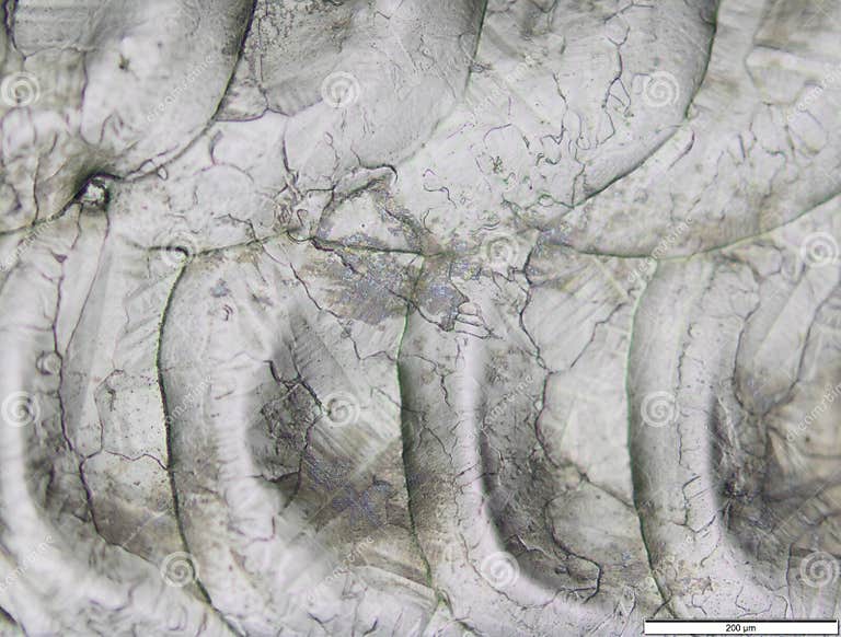 Structure of Laser Titanium Under a Microscope. Stock Photo - Image of ...