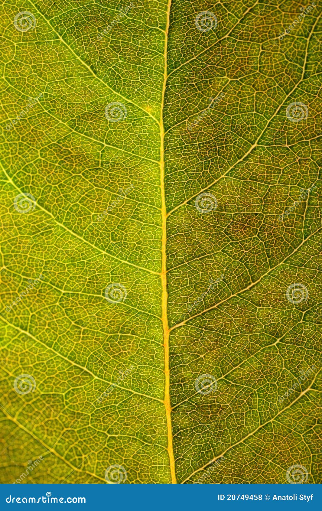 Structure of leaf stock photo. Image of natural, freshness - 20749458