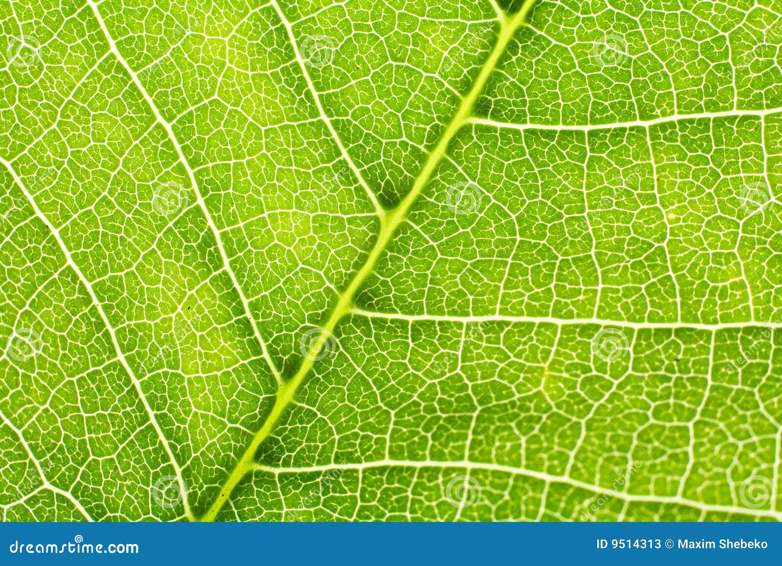 Structure of leaf stock image. Image of life, grass, leaf - 9514313