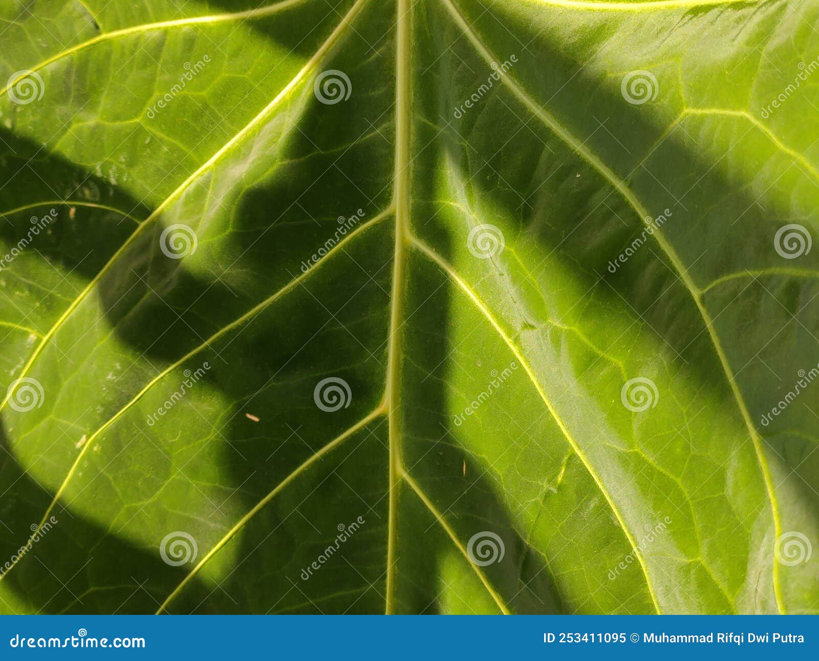 Structure of Leaf Hitting Sunrise in the Morning Stock Image - Image of ...