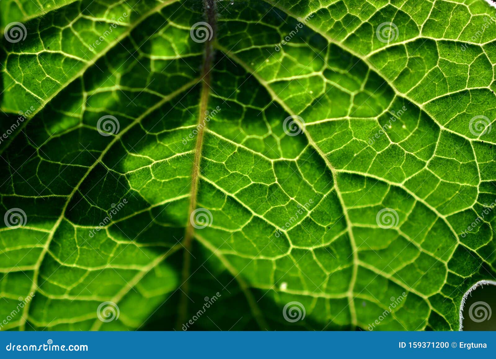 Structure of a Leaf,a Leaf with Laminar Structure and Venation Stock ...