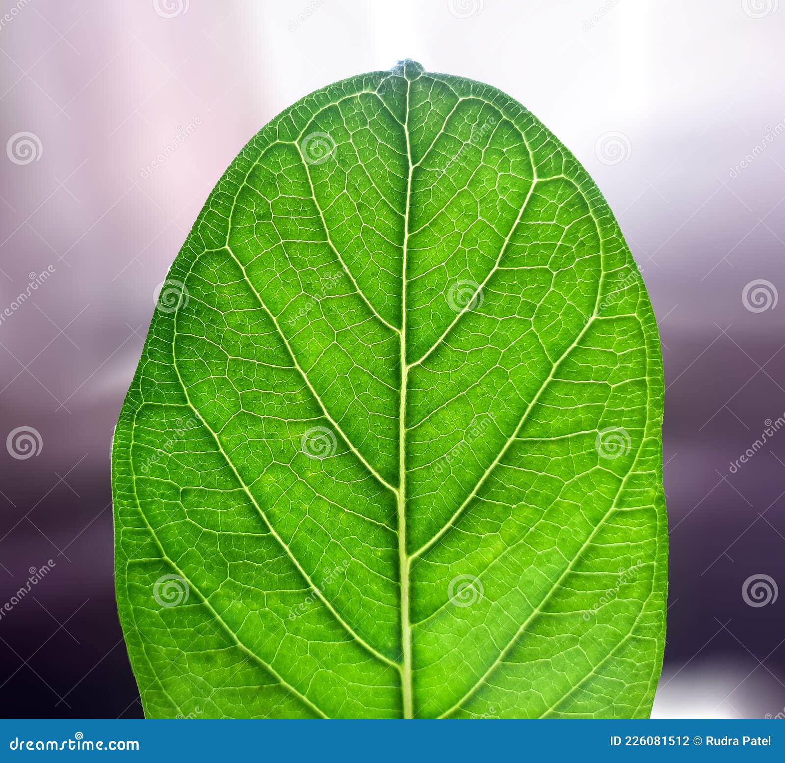 Structure of leaf in light stock photo. Image of texture - 226081512
