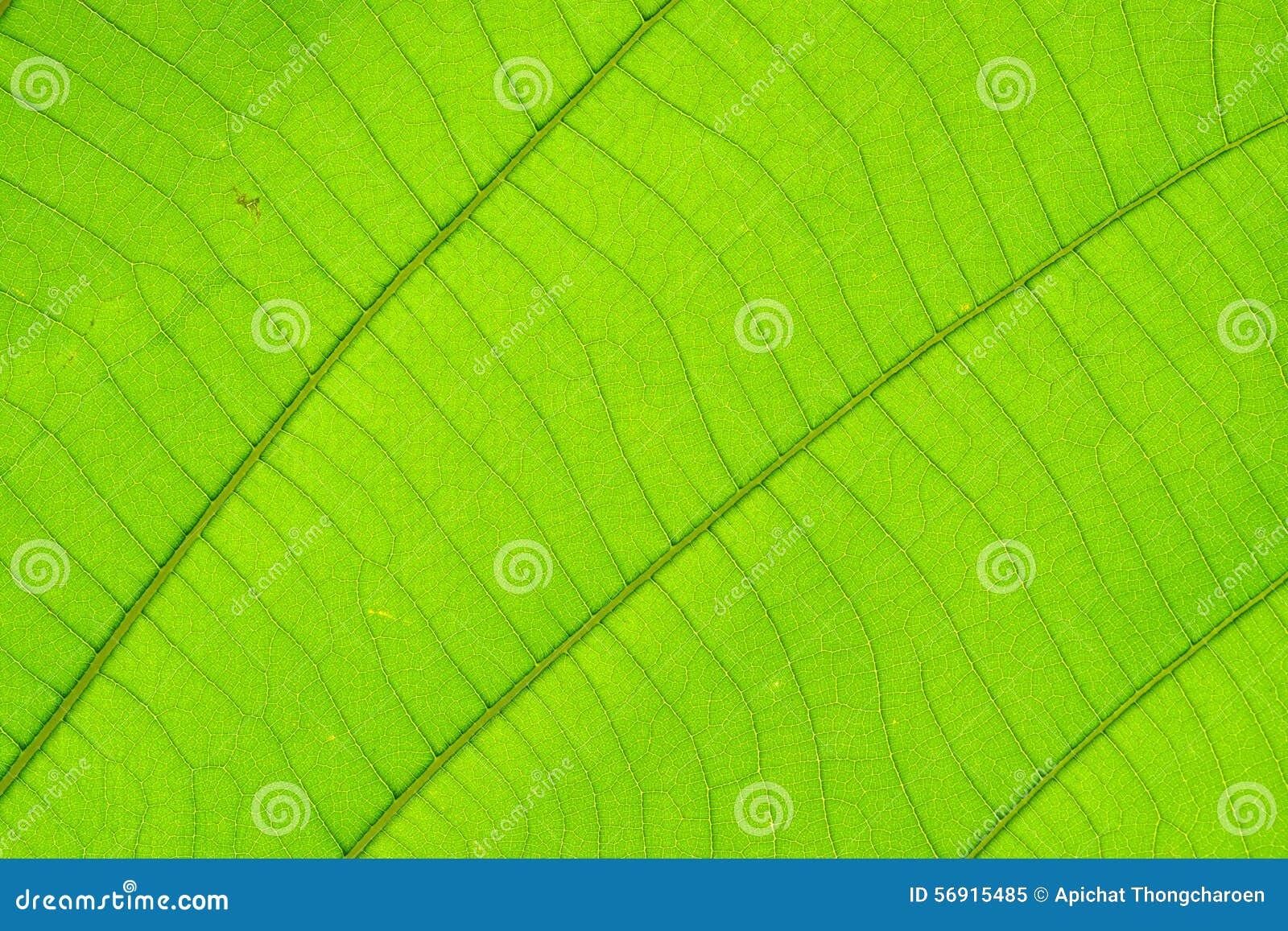 Structure Of Leaf Natural Background Stock Image | CartoonDealer.com ...