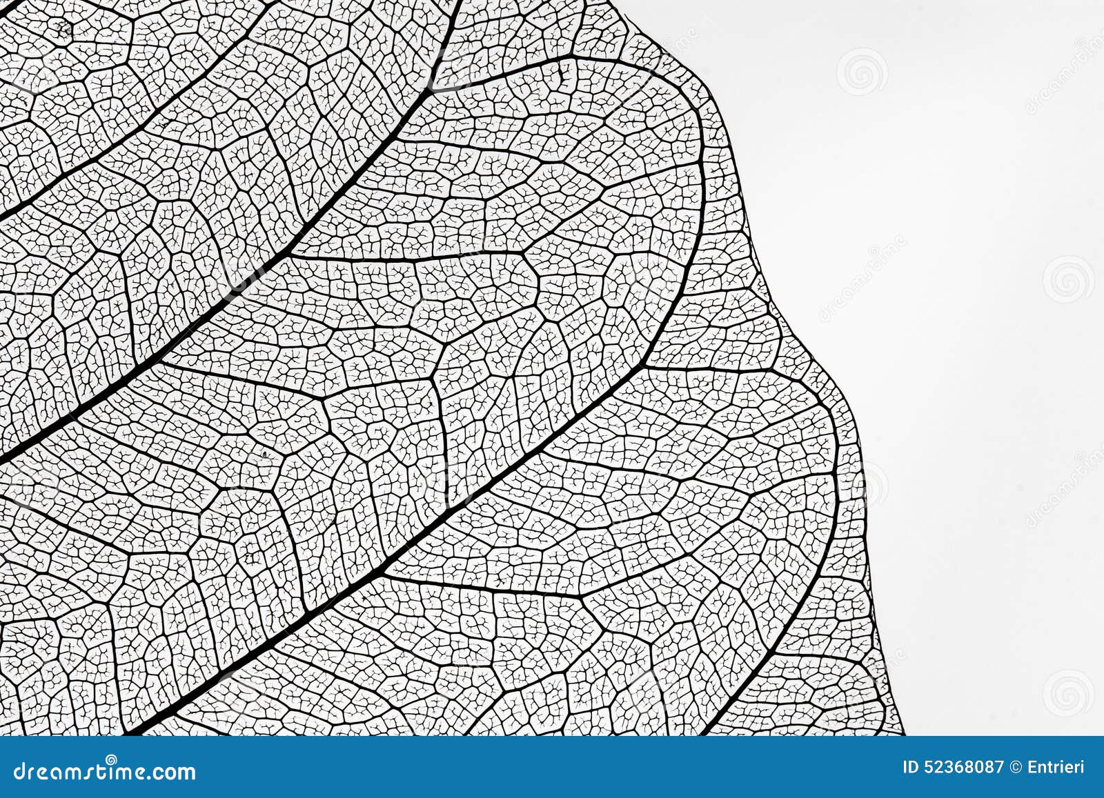 Structure of leaf stock image. Image of detail, simple - 52368087