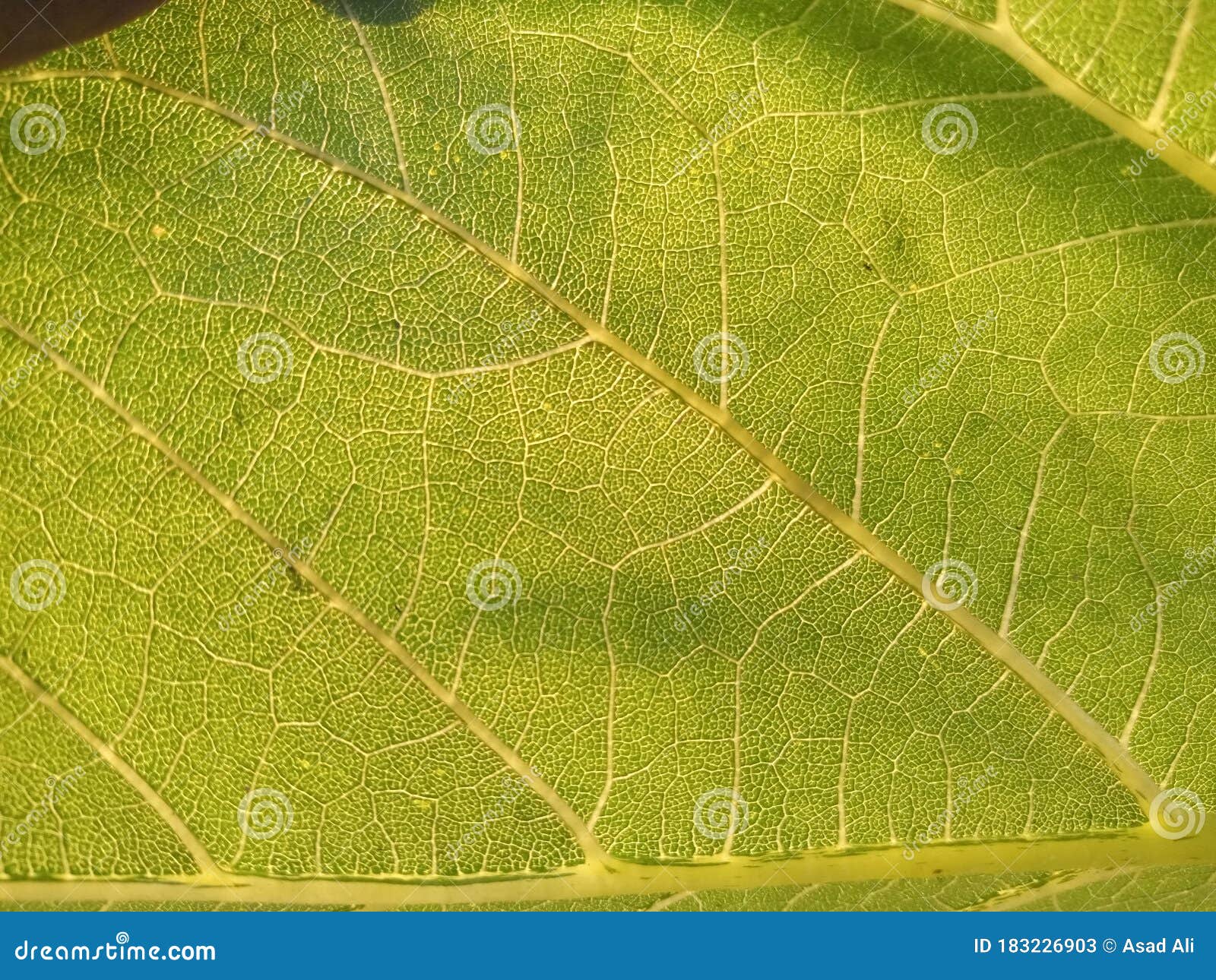 Structure Of The Leaf Royalty-Free Stock Photo | CartoonDealer.com ...