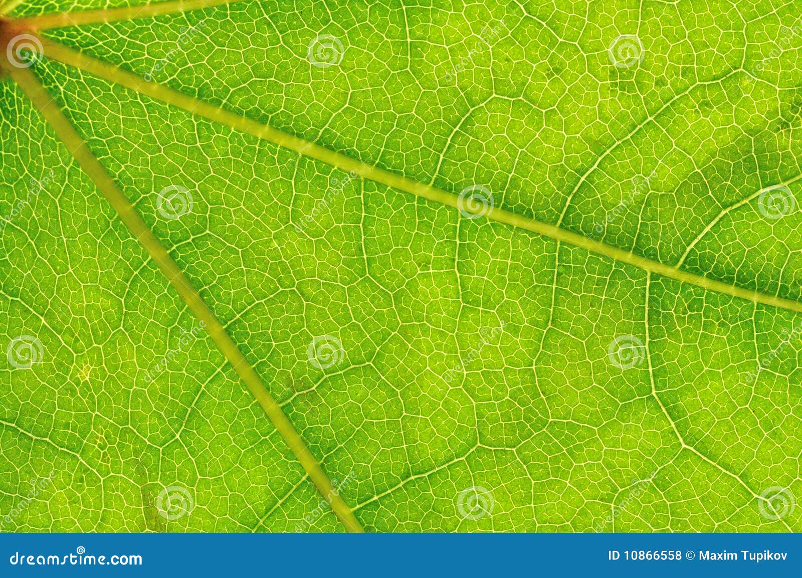 Structure of Leave Natural Background Stock Photo - Image of macro ...