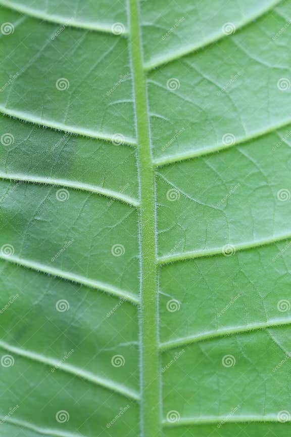 Structure of the Leaves, Leaf Pattern Background Stock Photo - Image of ...