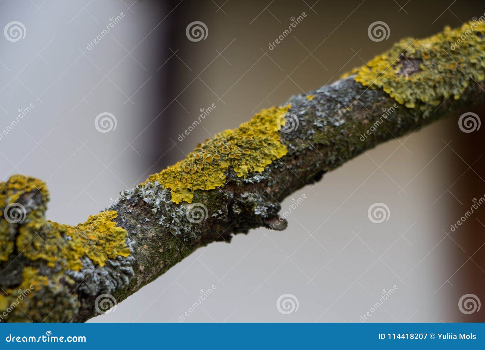 Structure of lichen stock image. Image of violet, branch - 114418207