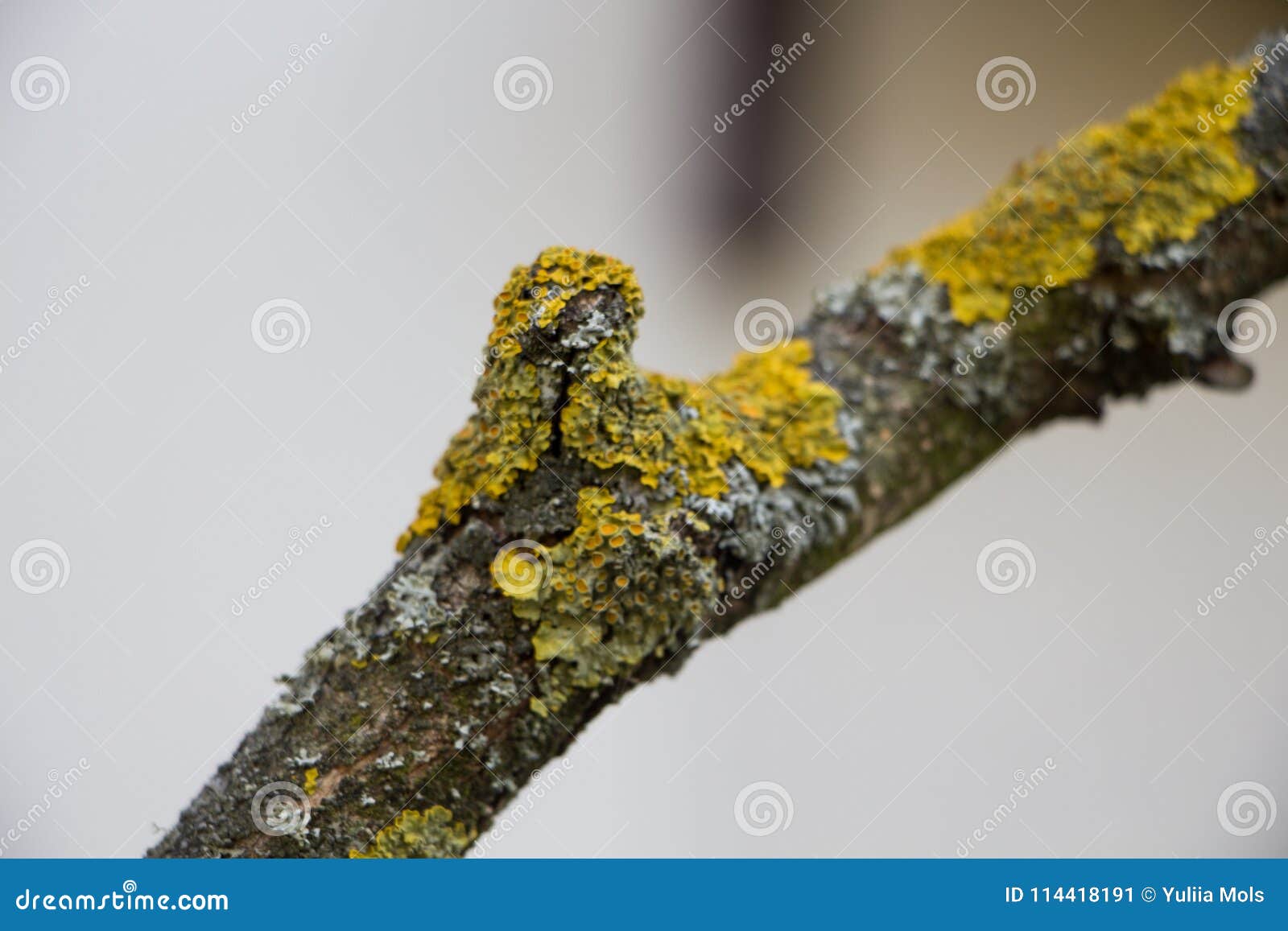 Structure of lichen stock image. Image of purple, leaf - 114418191