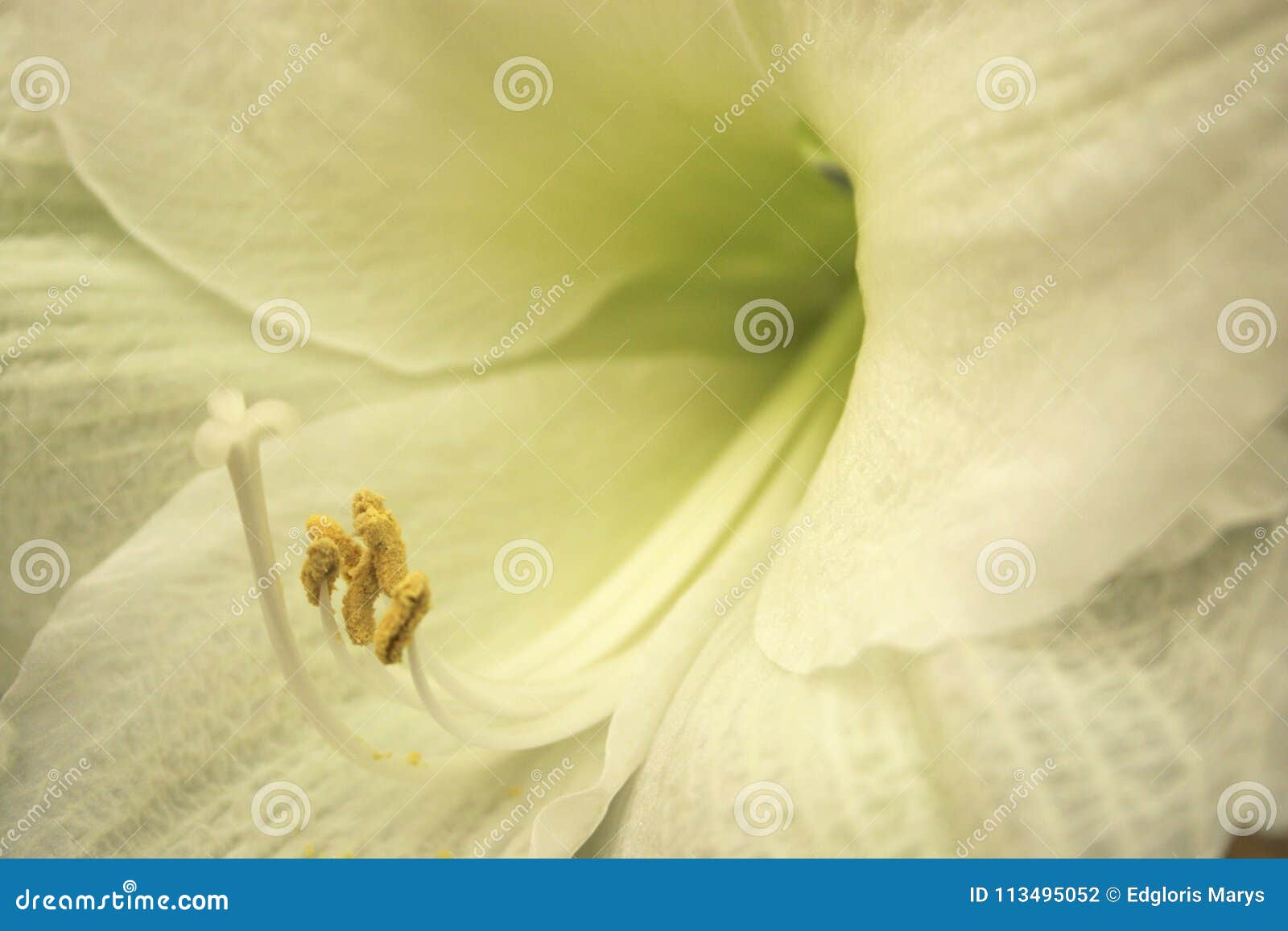 Delicate Structure of Lily Flower Macro Close Up Stock Photo - Image of ...