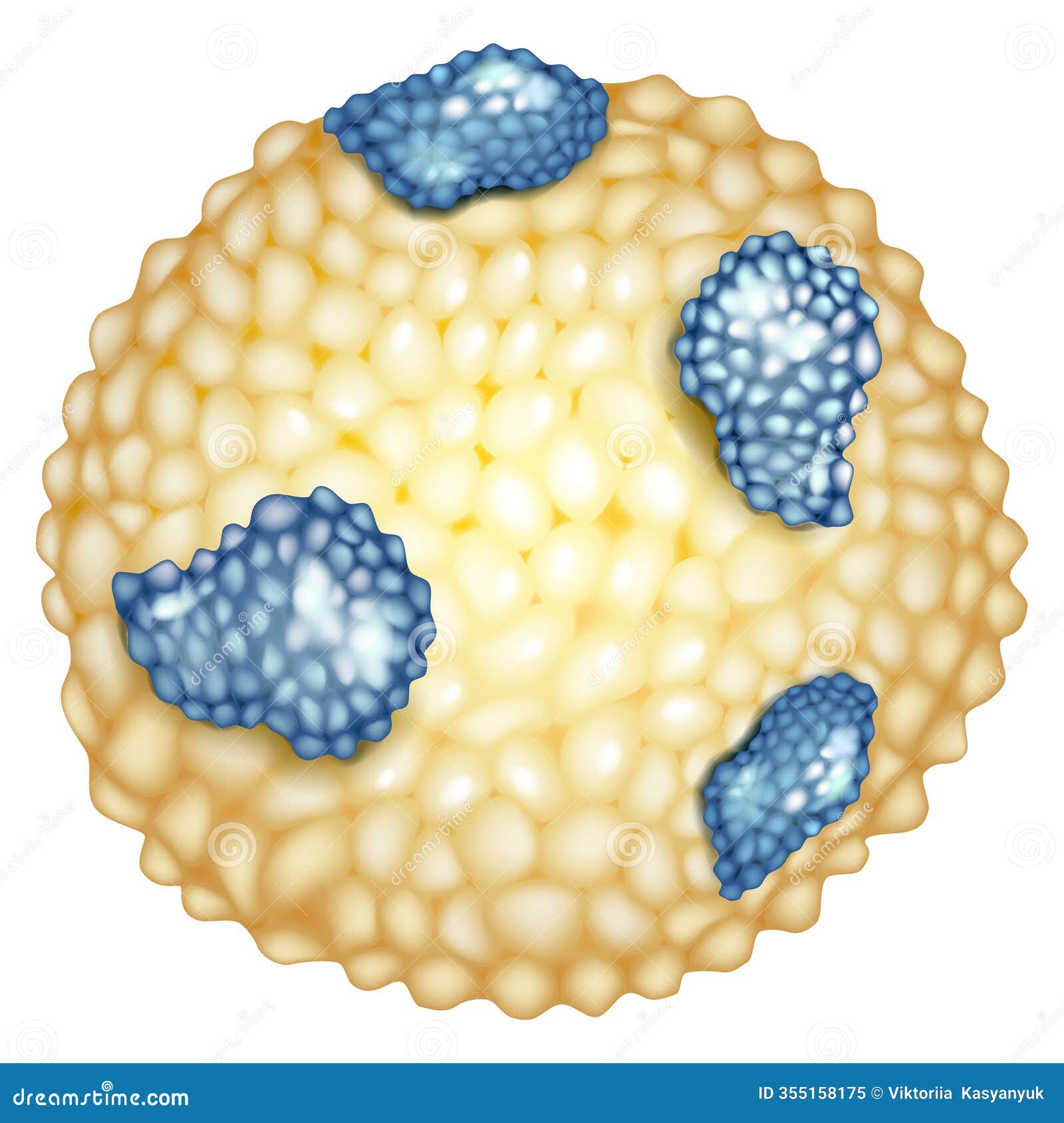 Structure of Lipoproteins in the Body. Cholesterol Transport ...