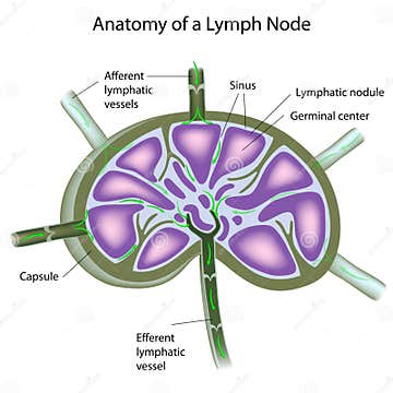 Structure of a lymph node stock vector. Illustration of immunity - 24423741