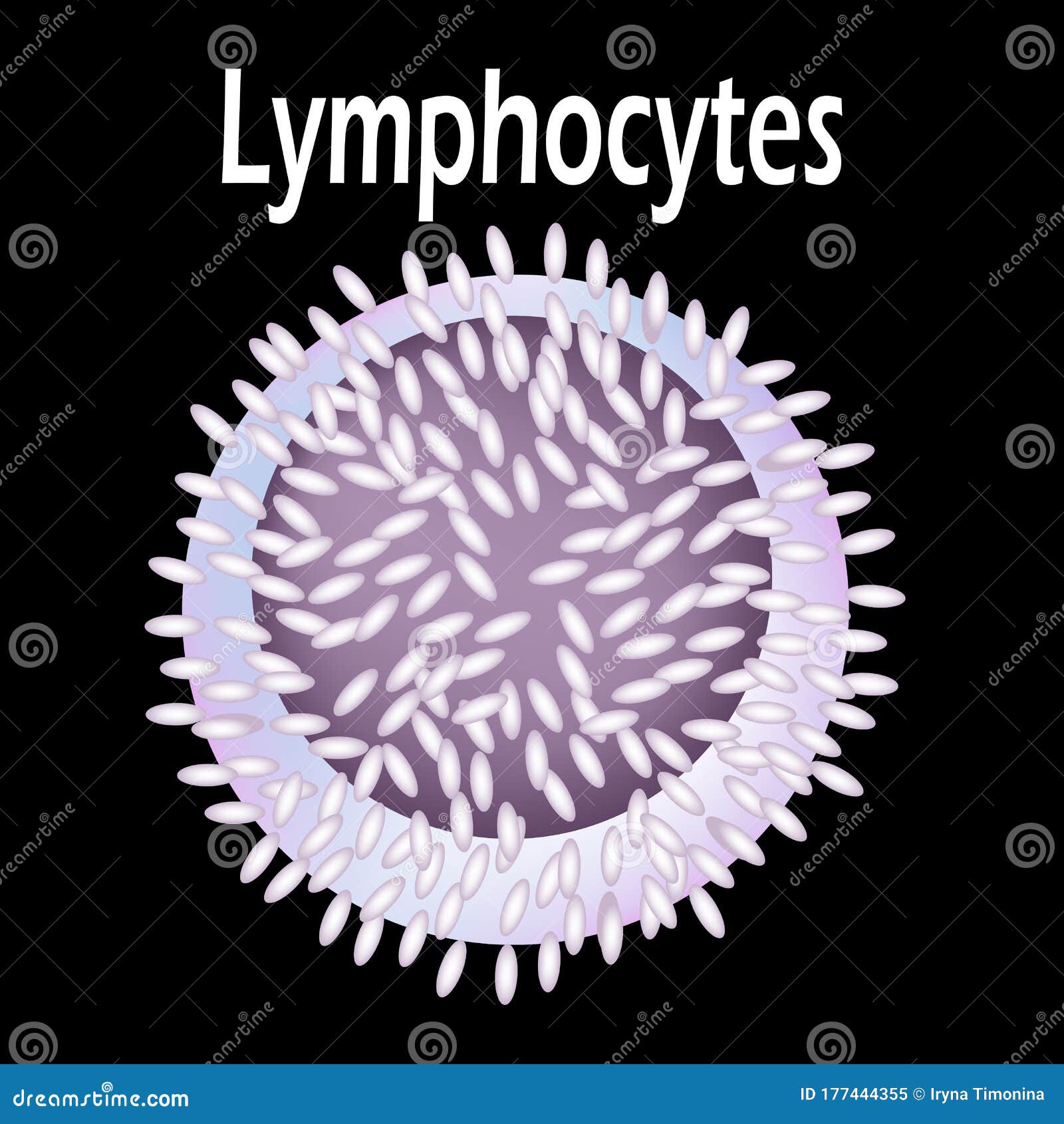 NK Lymphocytes Structure. The Functions Of NK Lymphocytes. Immunity ...