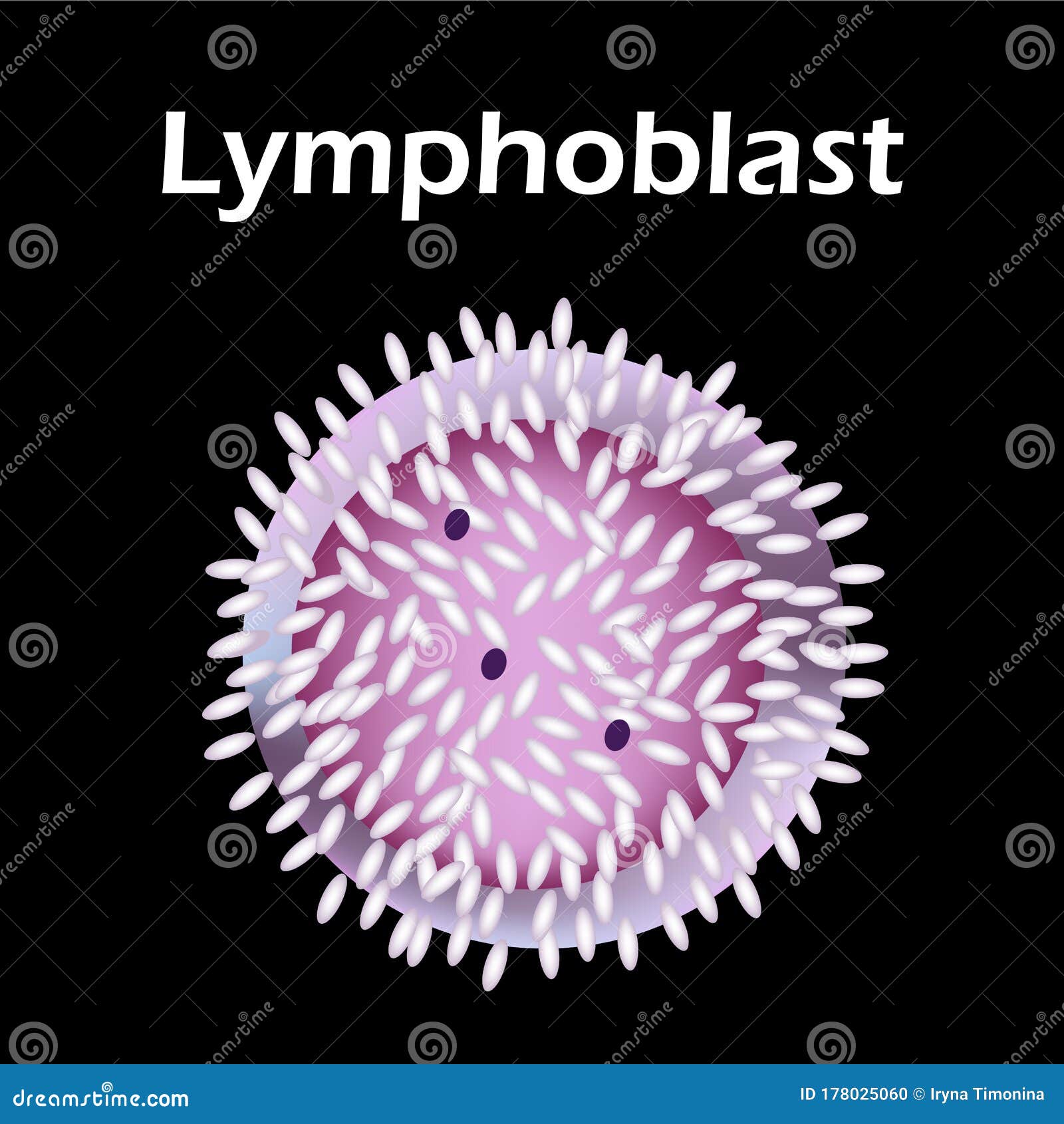 The Structure of the Lymphocyte. Lymphocytes Blood Cell. White Blood ...