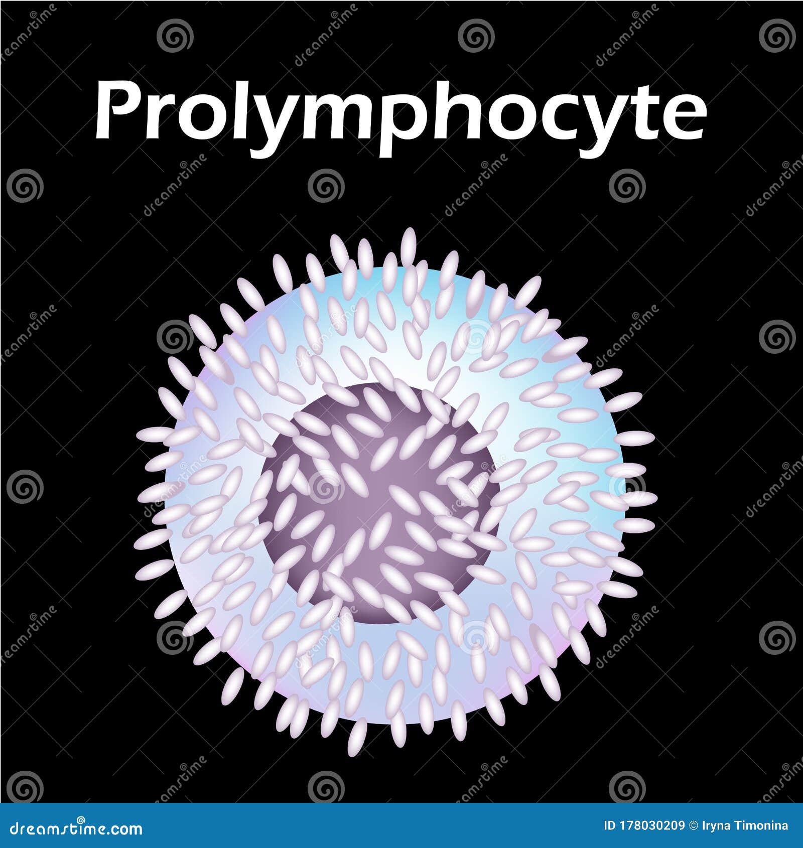 Lymphocyte Cell Structure How White Blood Cells Protect Us: