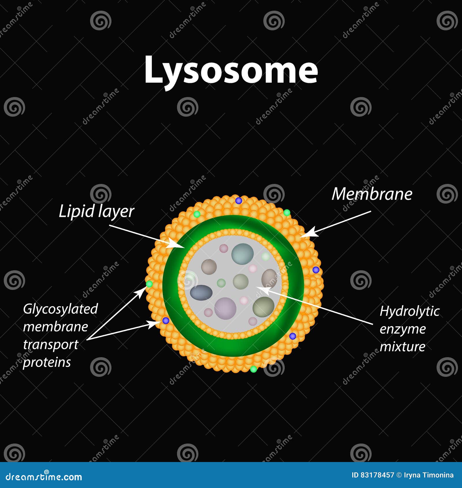 Lysosome Diagram Labeled
