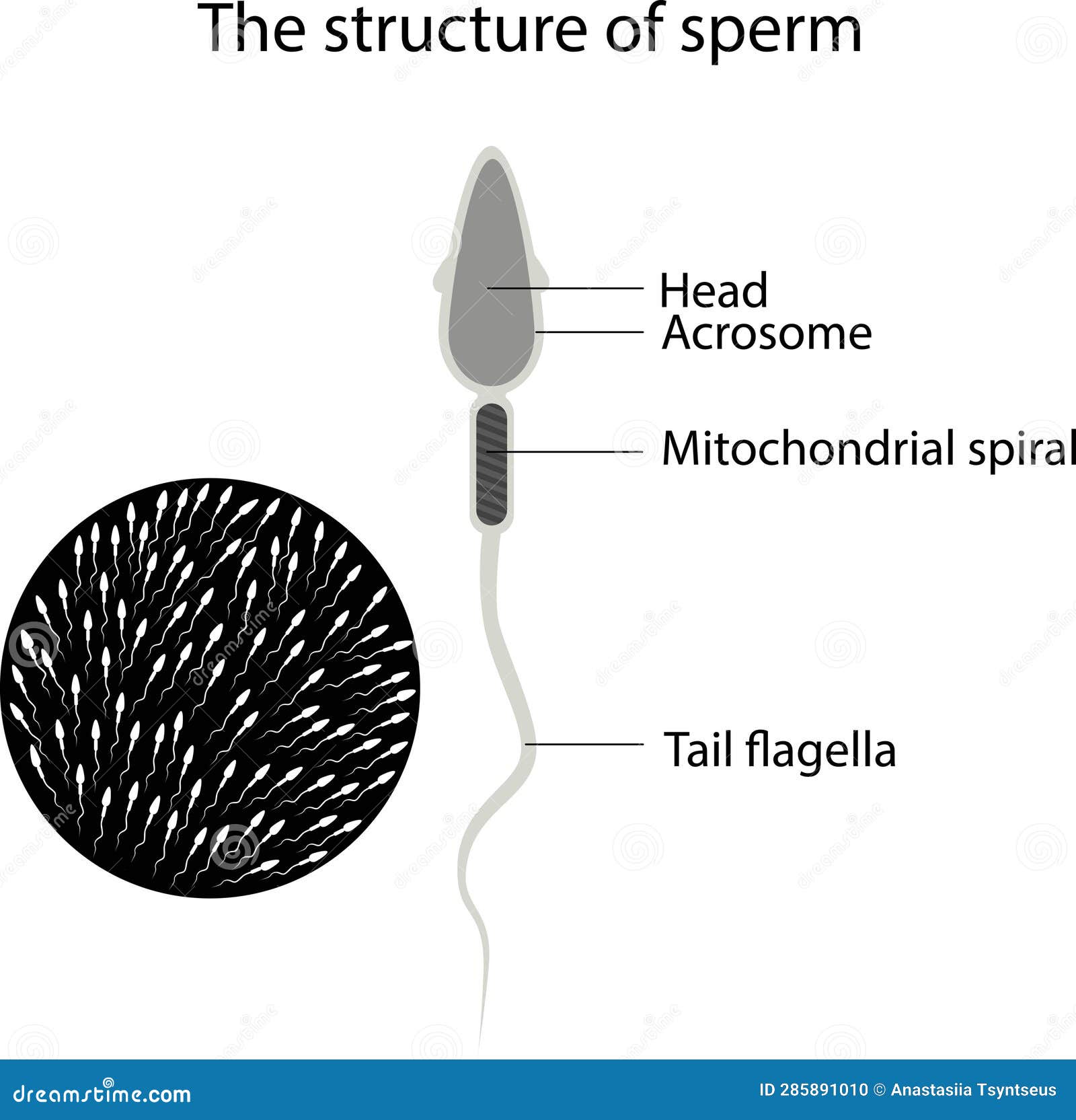 Structure of Male Sperm. the Structure of the Sperm Stock Vector ...