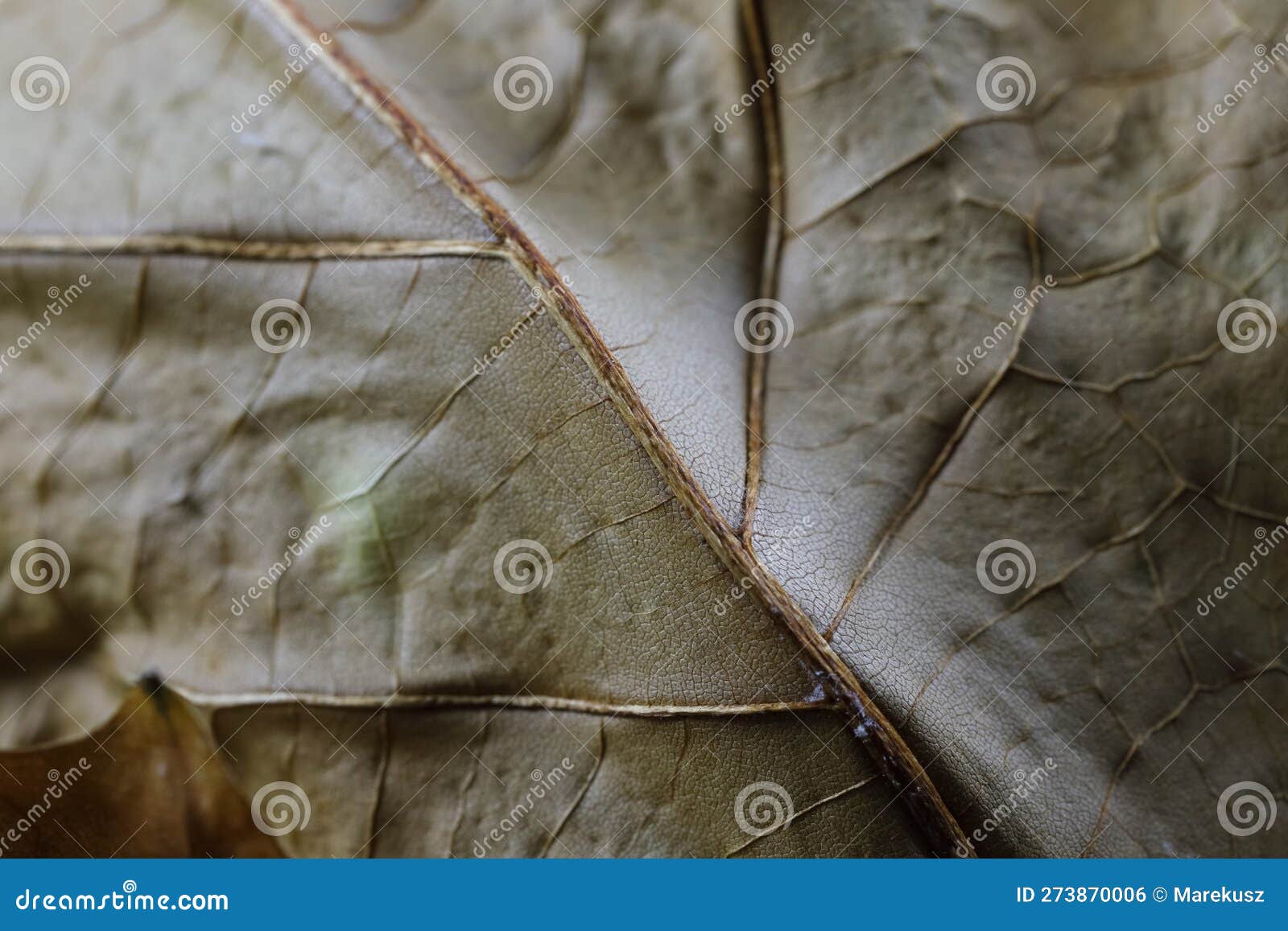 Structure of a Maple Tree Leaf Stock Photo - Image of color, aging ...