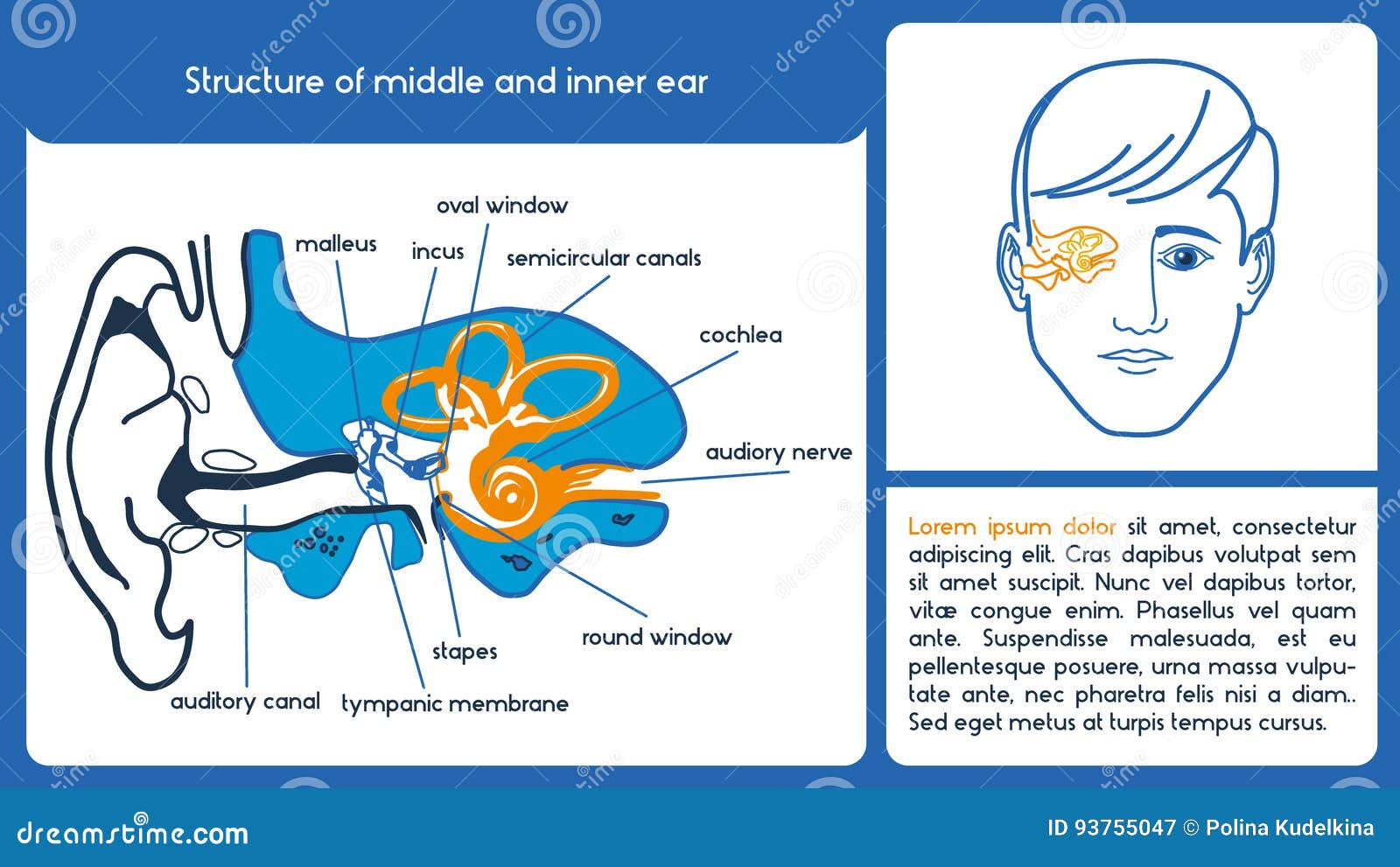 Structure of Middle and Inner Ear. Stock Vector - Illustration of ...
