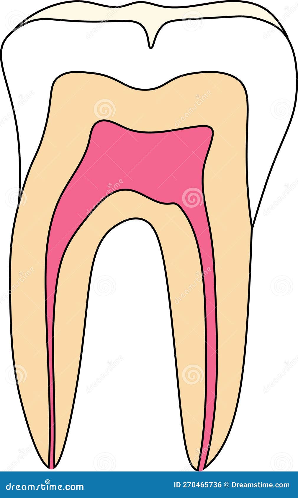 Structure Molaire Des Dents Humaines Illustration de Vecteur ...