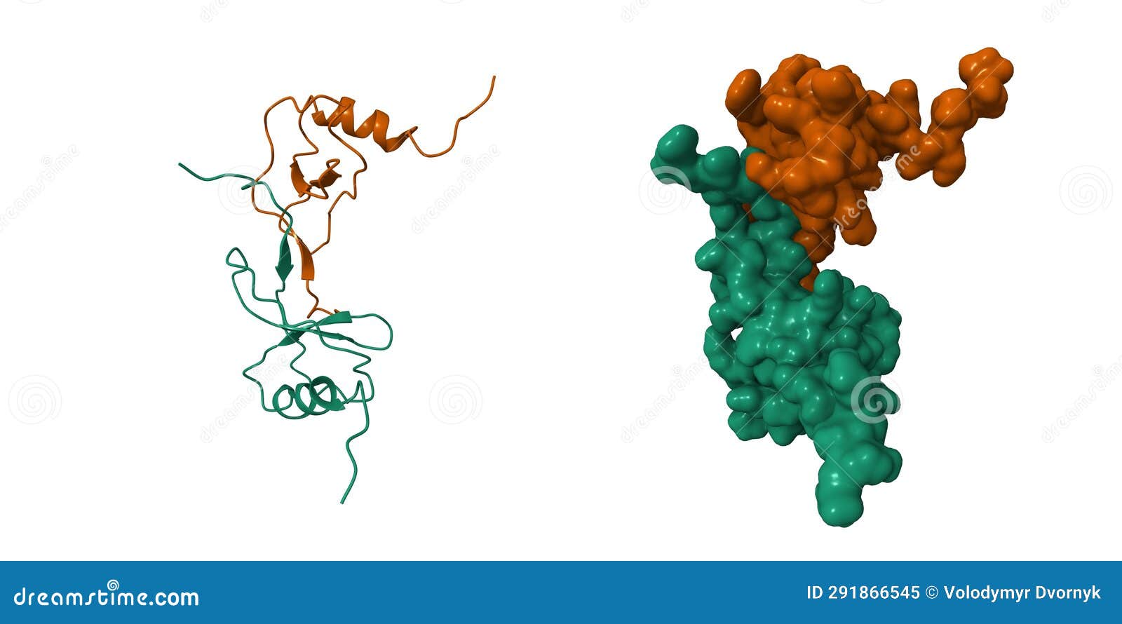 Structure of the Monocyte Chemoattractant Protein-1 (MCP-1) Dimer ...