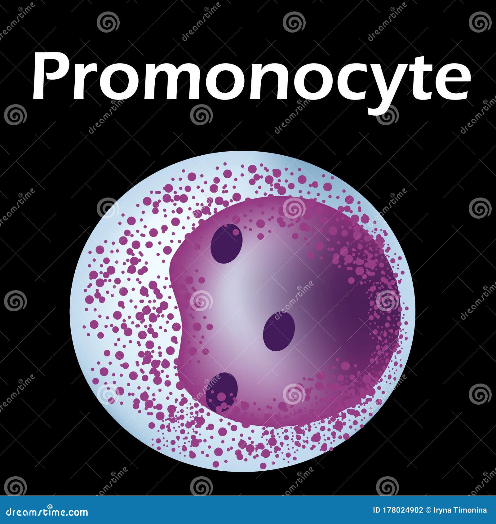 Monocyte White Blood Cell Diagram Cells Of The Blood | Cambridge (CIE)
