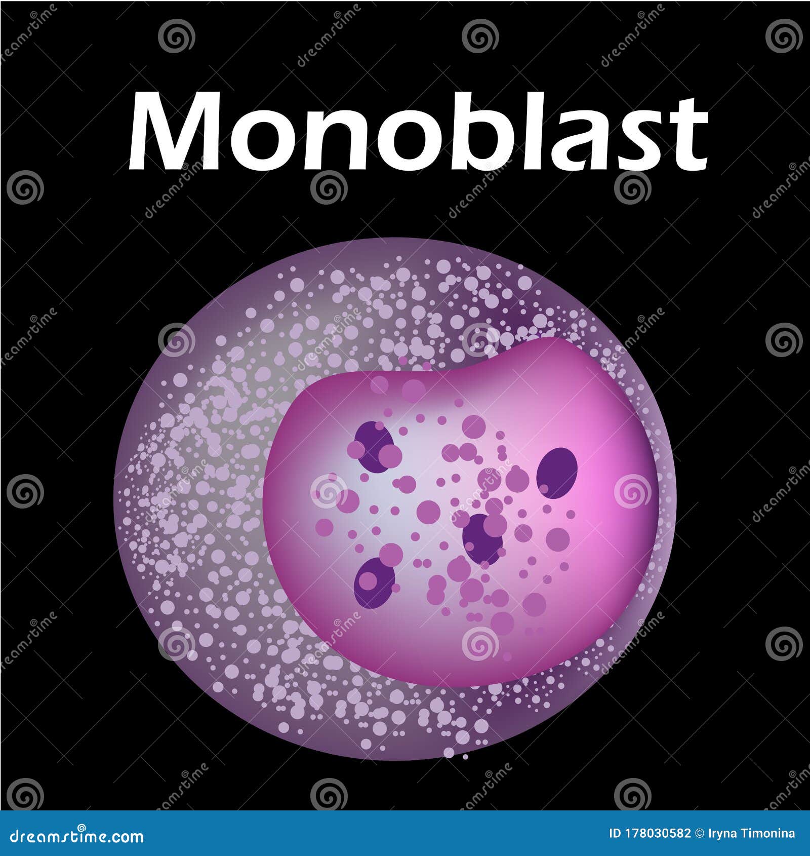 The Structure of the Monocyte. Monocytes Blood Cell. Macrophage. White ...