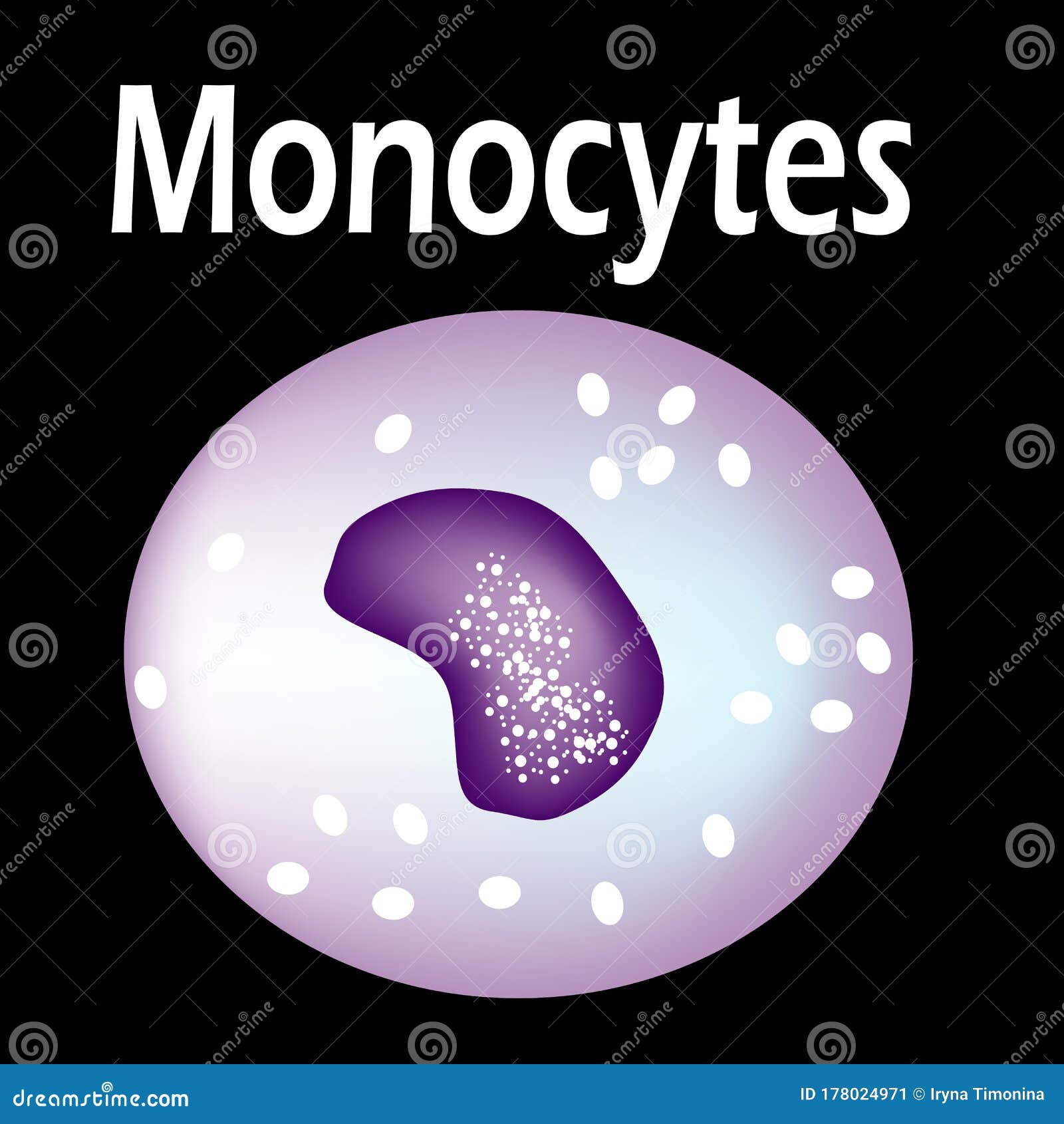 The Structure of the Monocyte. Monocytes Blood Cell. White Blood Cell ...