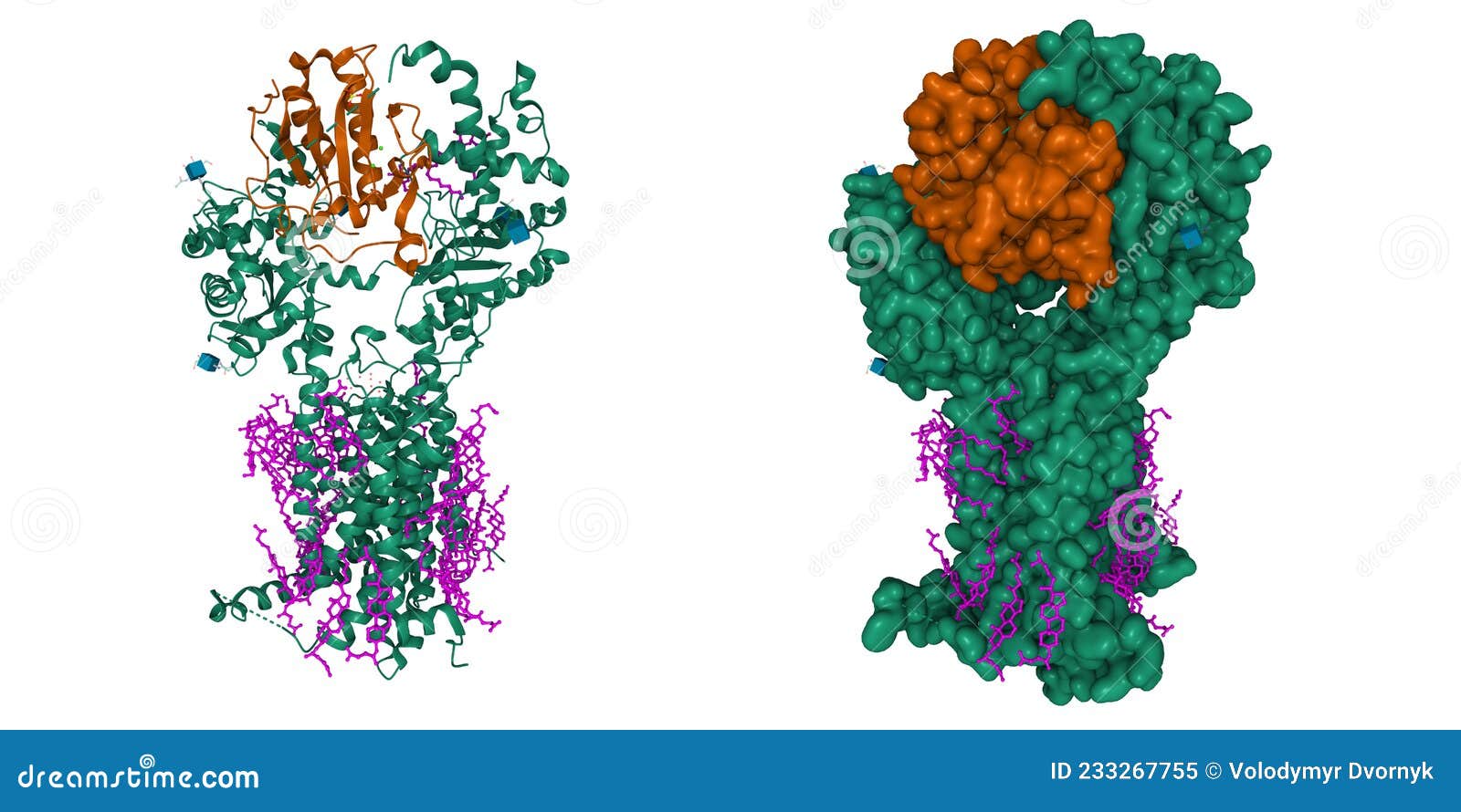 Structure of Murine Dispatched (green) in Complex with Native Sonic ...