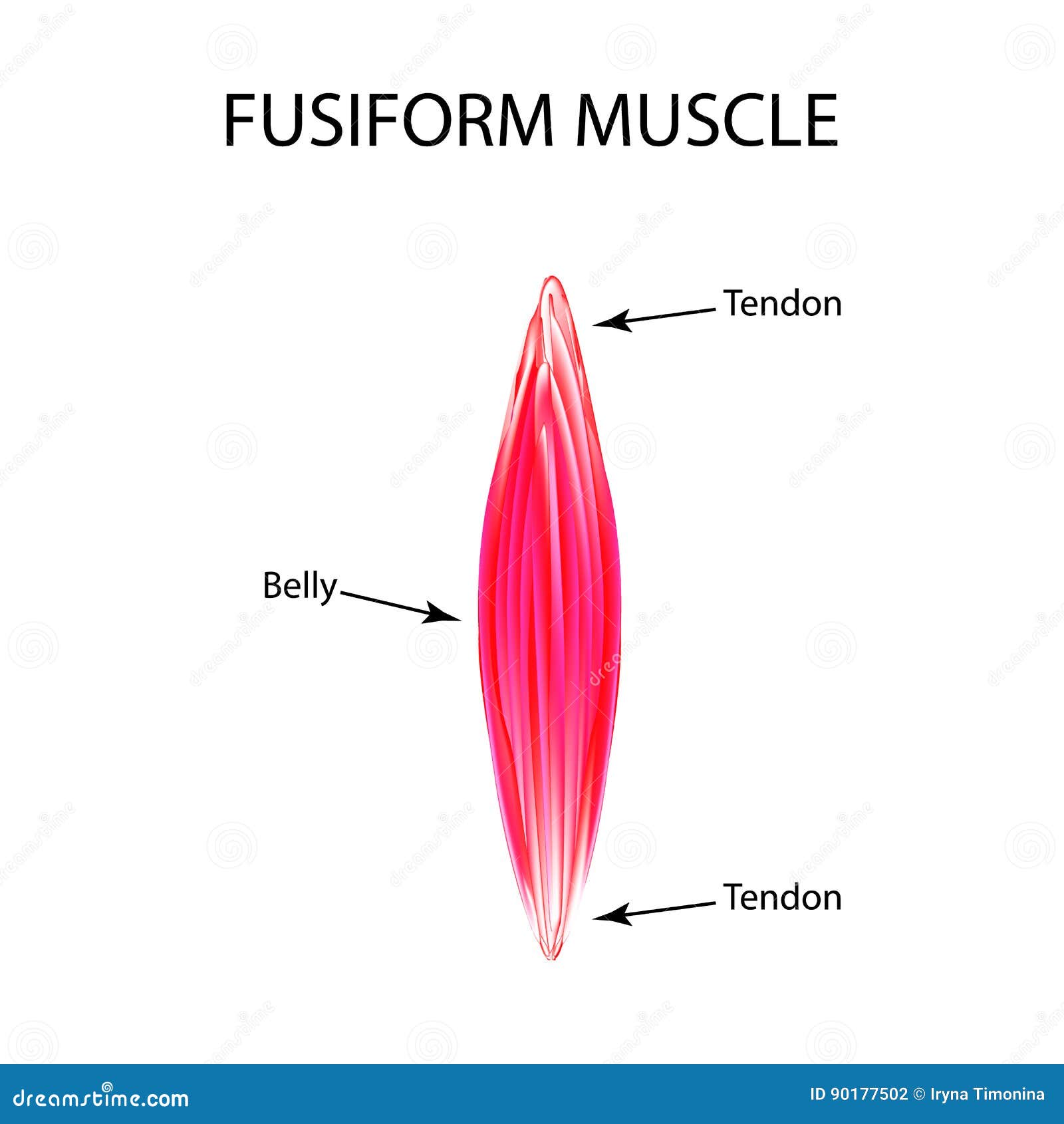 The Structure of the Muscle is Fusiform. Infographics Stock Vector ...