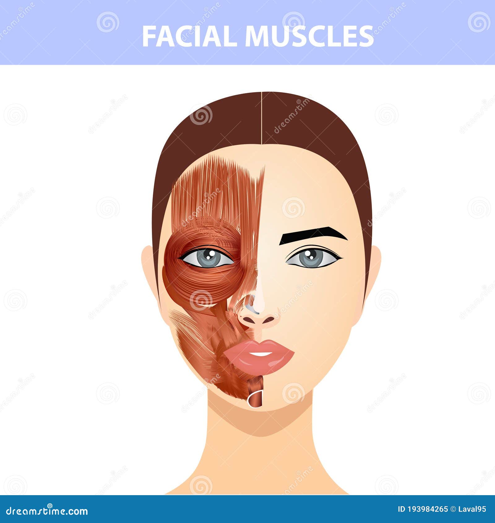 The Structure of the Muscles of the Female Face and Neck, Half of the ...