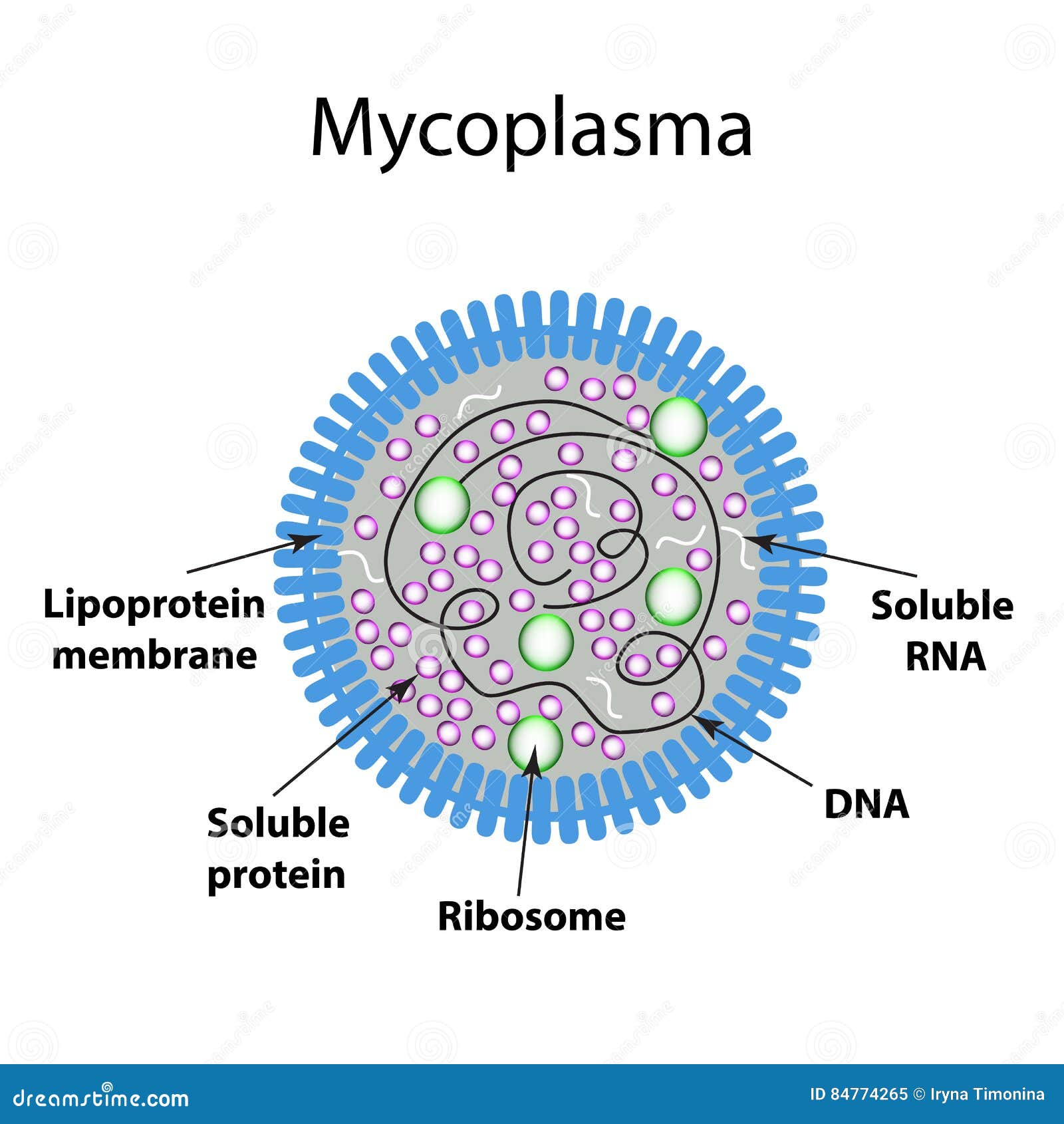 The Structure of the Mycoplasma. Infographics Stock Illustration ...