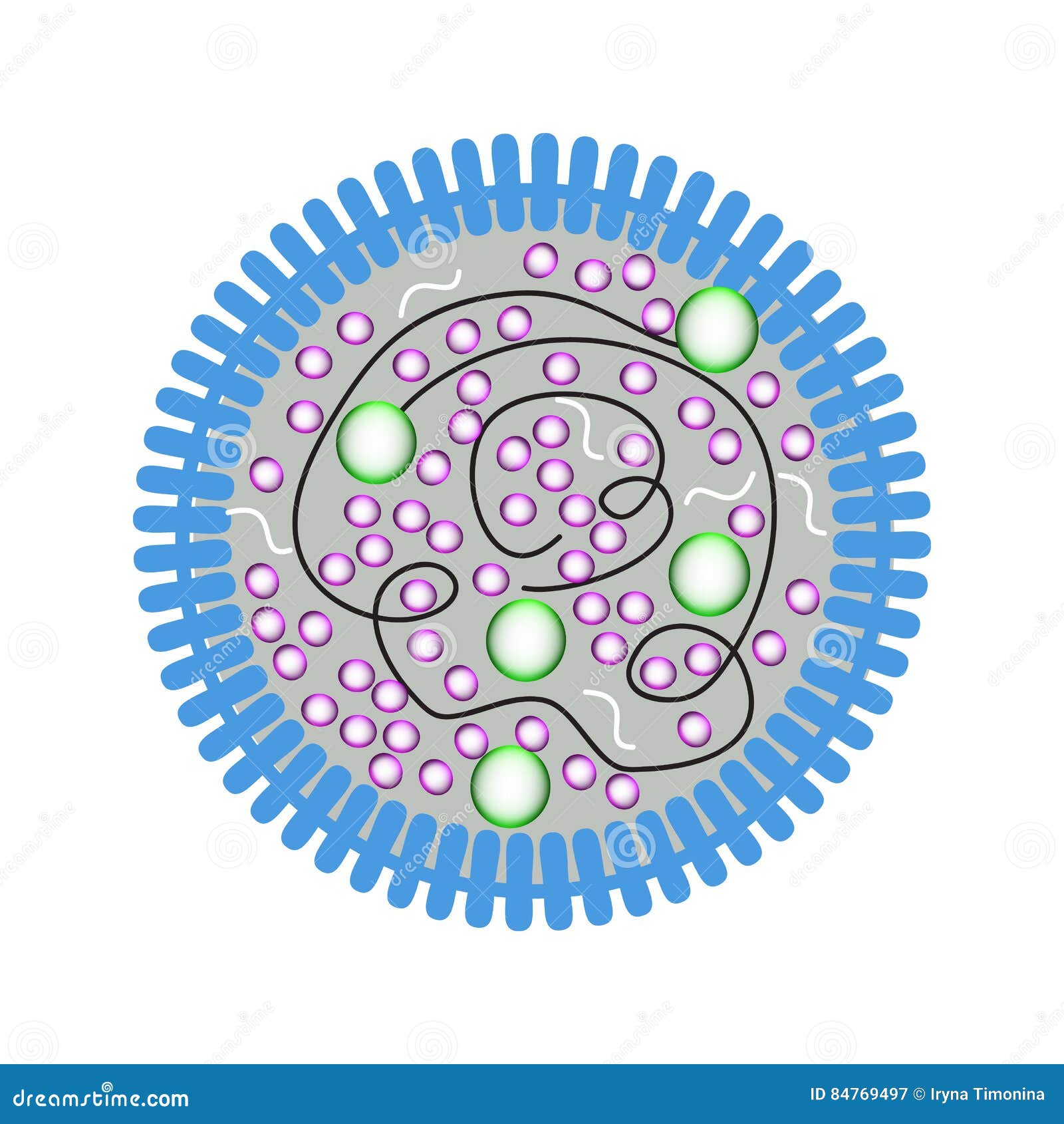 Mycoplasma Structure