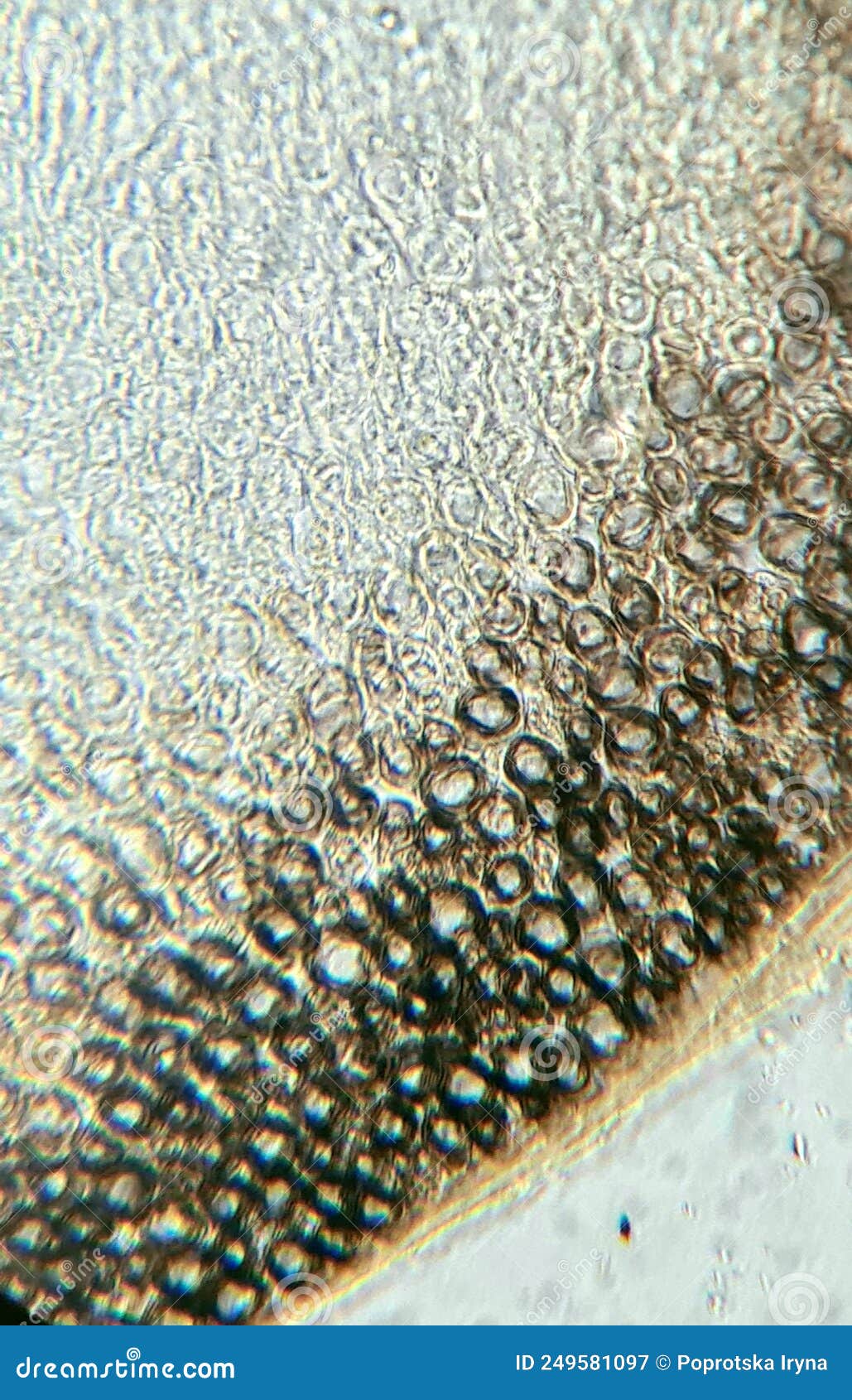 The Structure of the Myelin Nerve Fiber Under the Microscope Stock ...