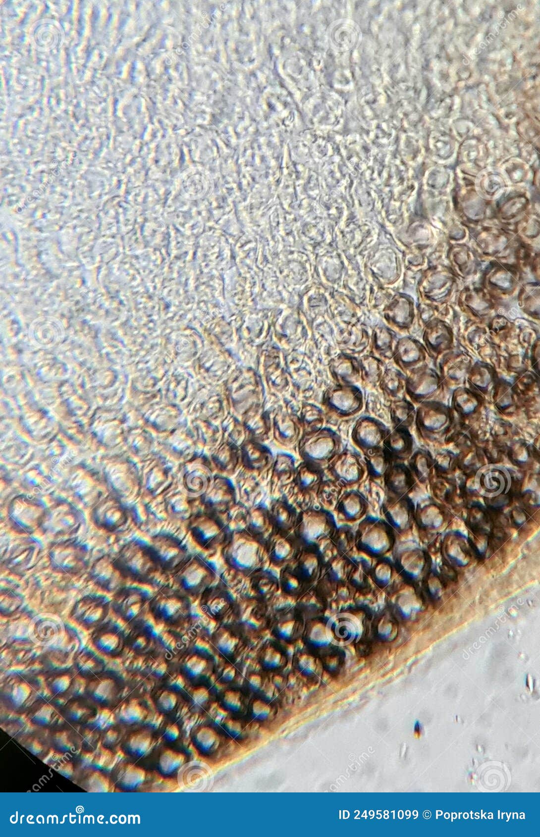 The Structure of the Myelin Nerve Fiber Under the Microscope Stock ...