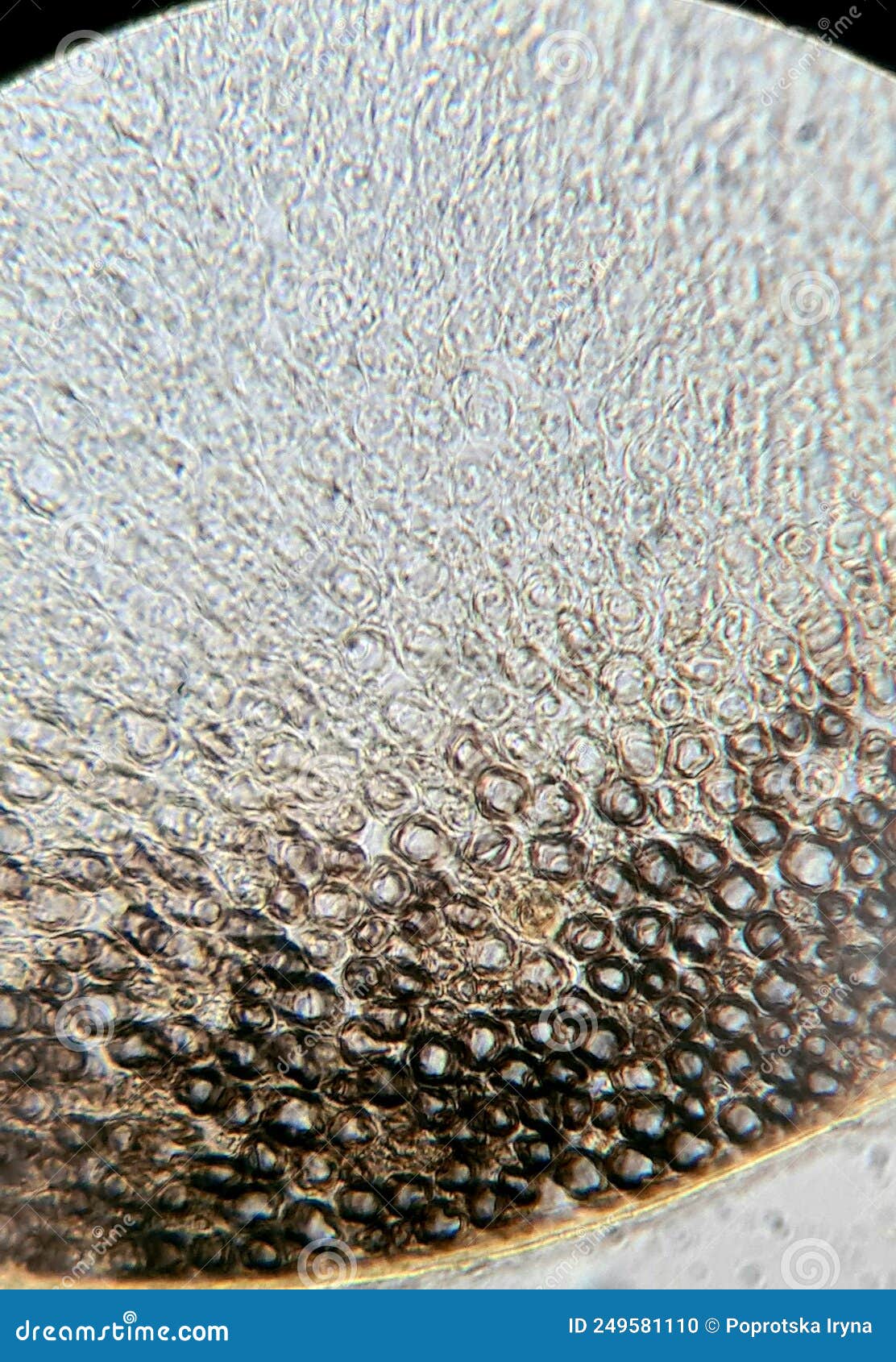 The Structure of the Myelin Nerve Fiber Under the Microscope Stock ...