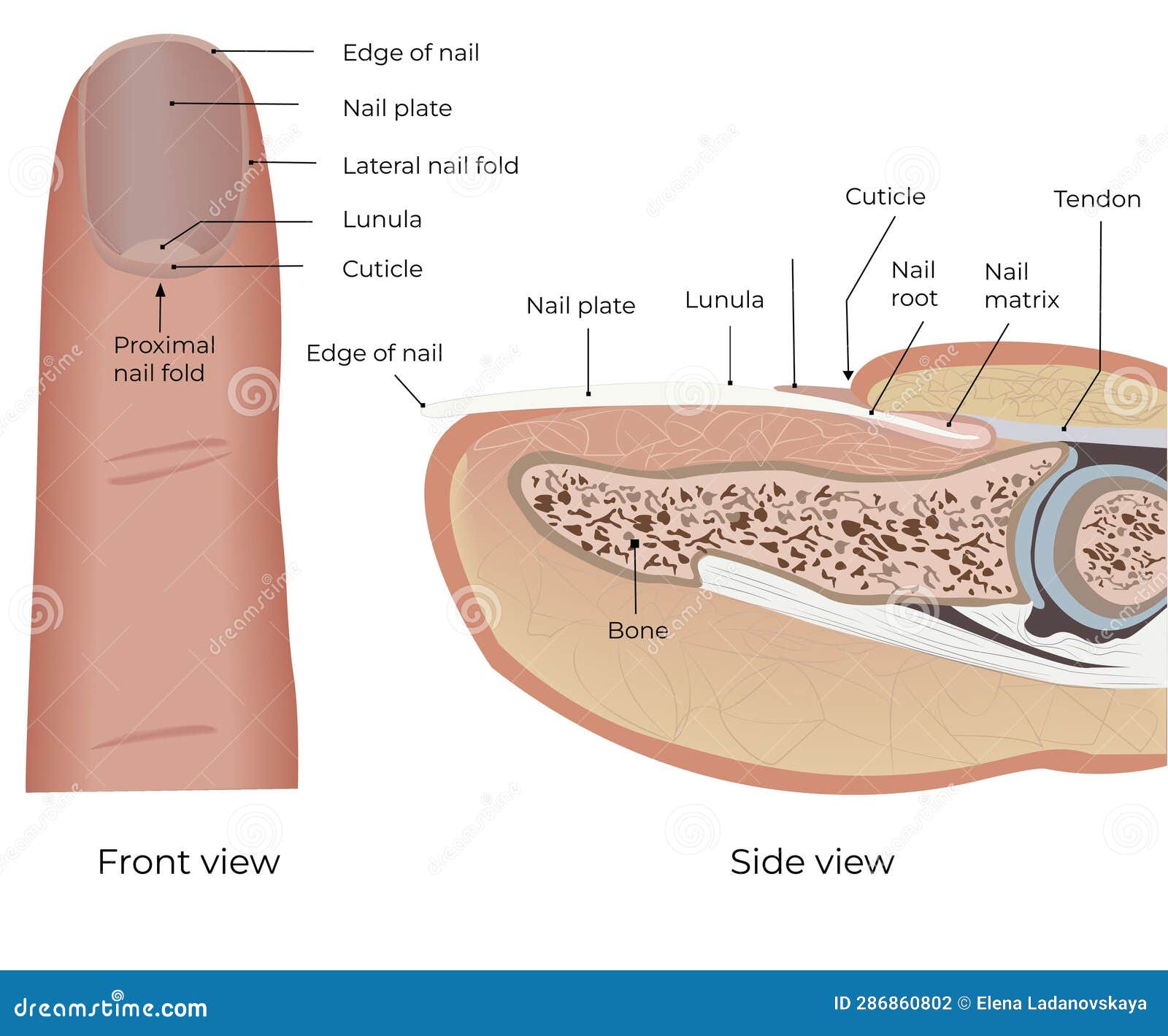 Structure of Nail and Finger. Medical Illustration Stock Vector ...