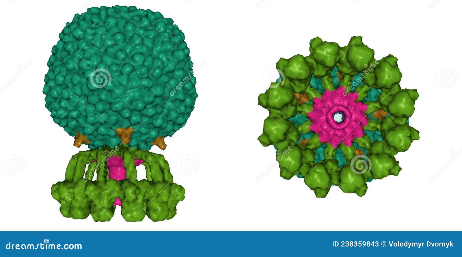 Structure of Native Bacteriophage P68 Stock Illustration - Illustration ...