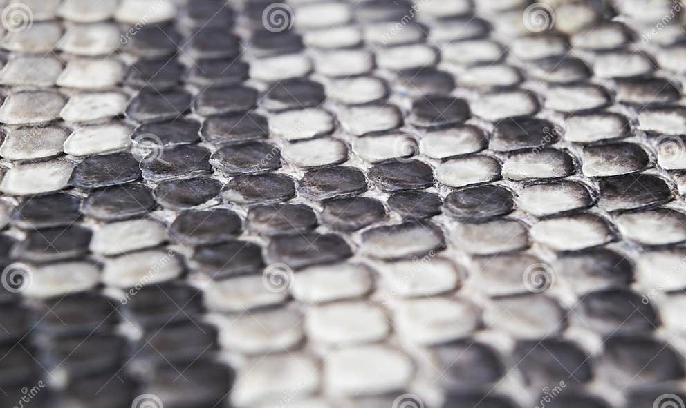 Structure Natural Snake Skin Pattern. Piton Skin Background. Python ...