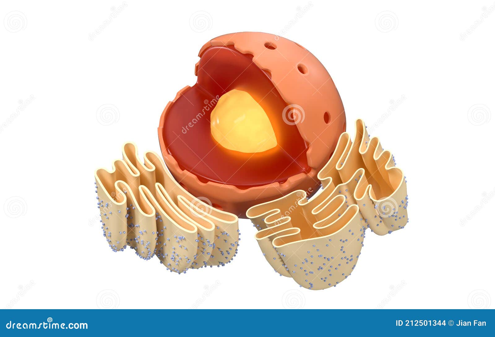 Structure of Nuclear and Endoplasmic Reticulum in an Animal Cell, 3d ...