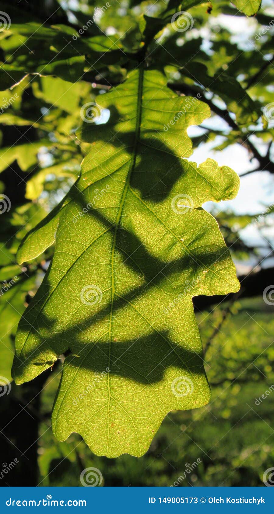 The Structure of Oak Leaves Stock Image - Image of light, workers ...