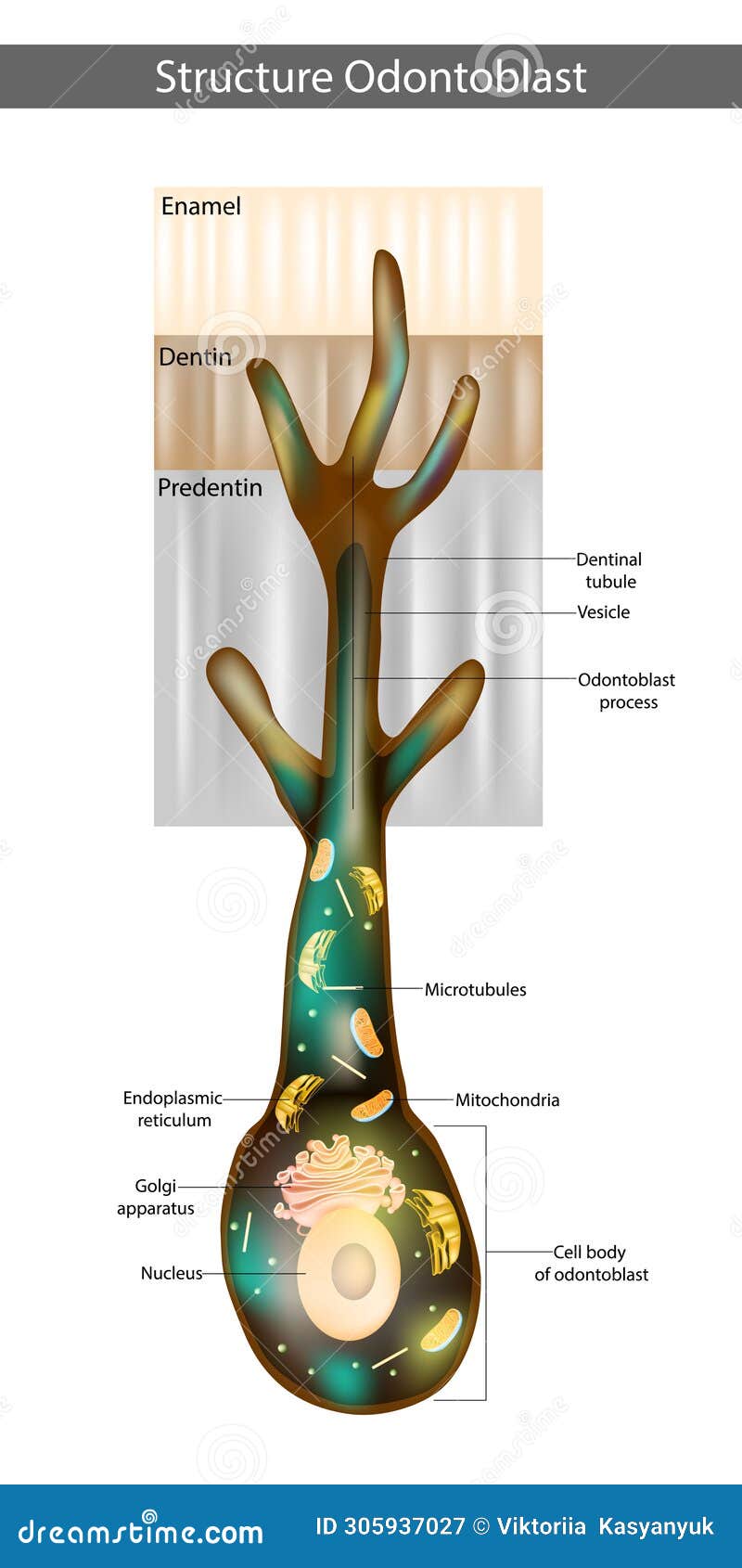 Structure Odontoblast. Odontoblast Process Illustration of Polarized ...