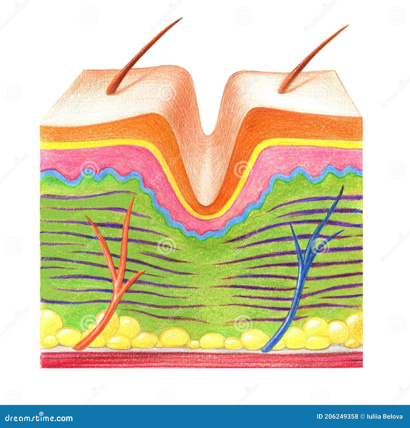 Structure of Old Skin on White Background Stock Illustration ...